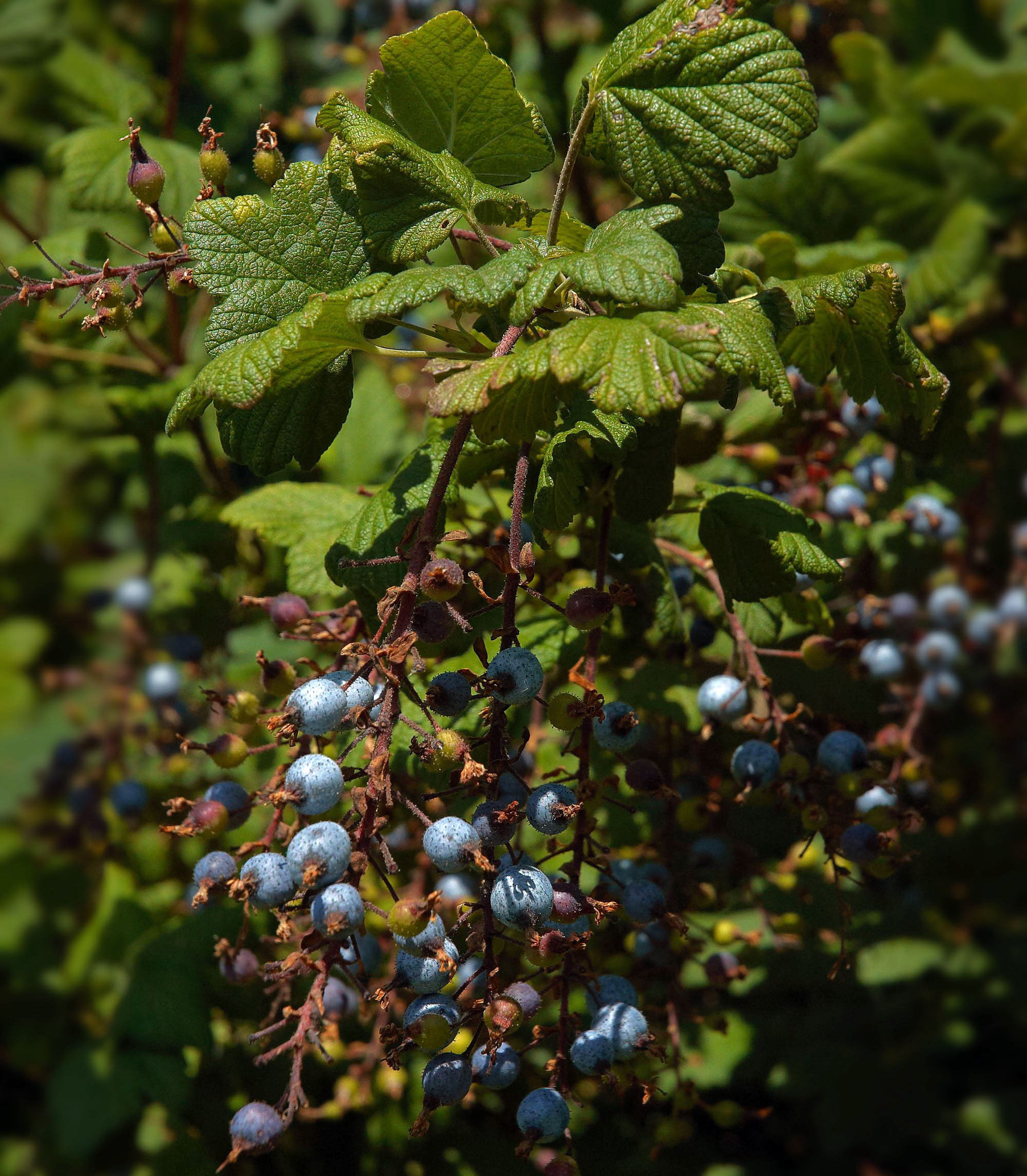 Grosellero ornamental : venta Grosellero ornamental / Ribes sanguineum
