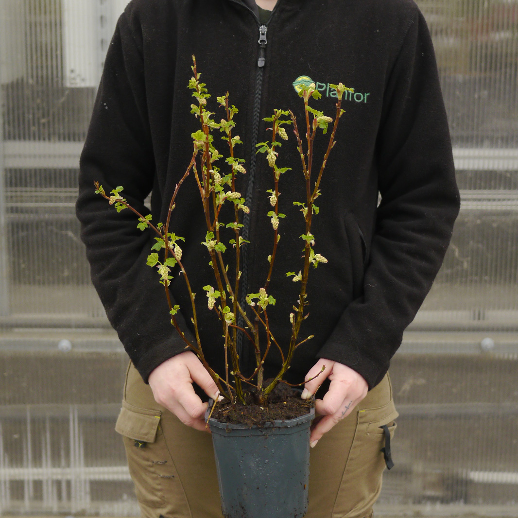 Grosellero ornamental : venta Grosellero ornamental / Ribes sanguineum