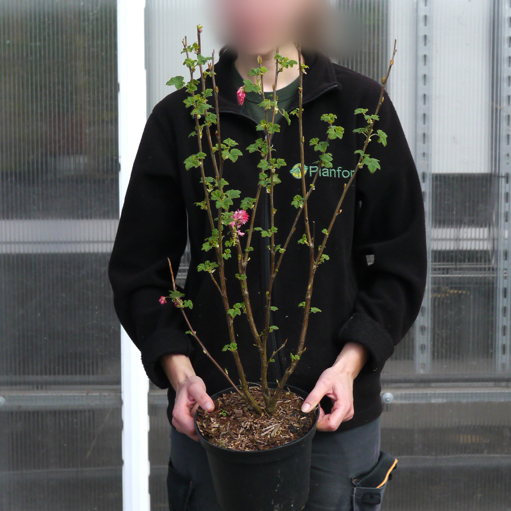 Grosellero ornamental : venta Grosellero ornamental / Ribes sanguineum