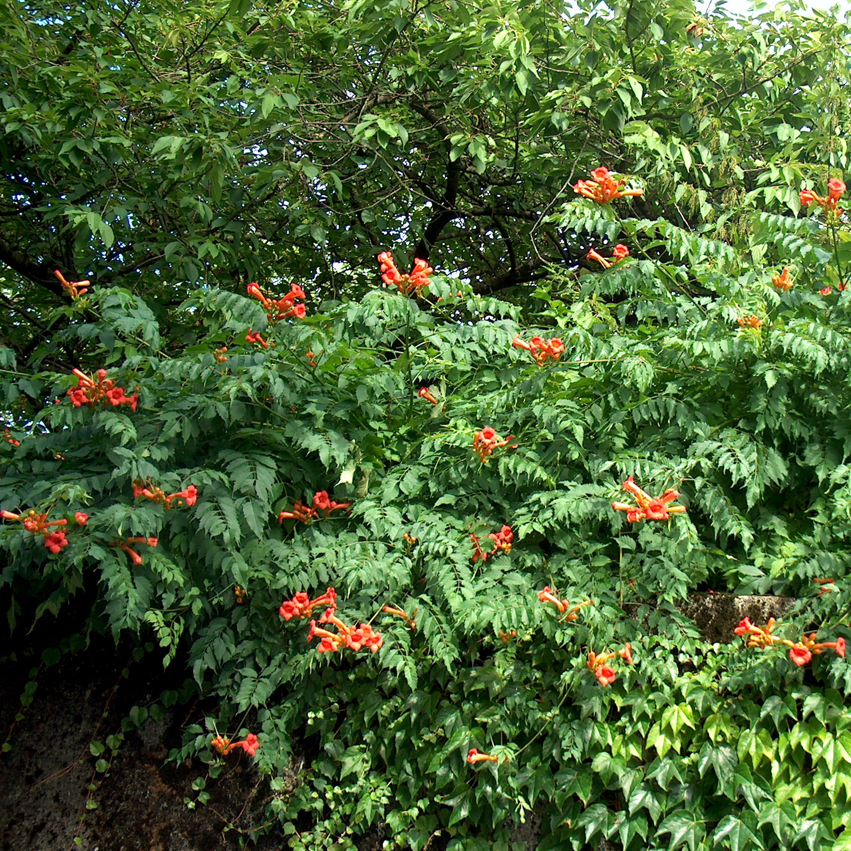 Bignonia roja : venta Bignonia roja / Campsis radicans Atropurpurea