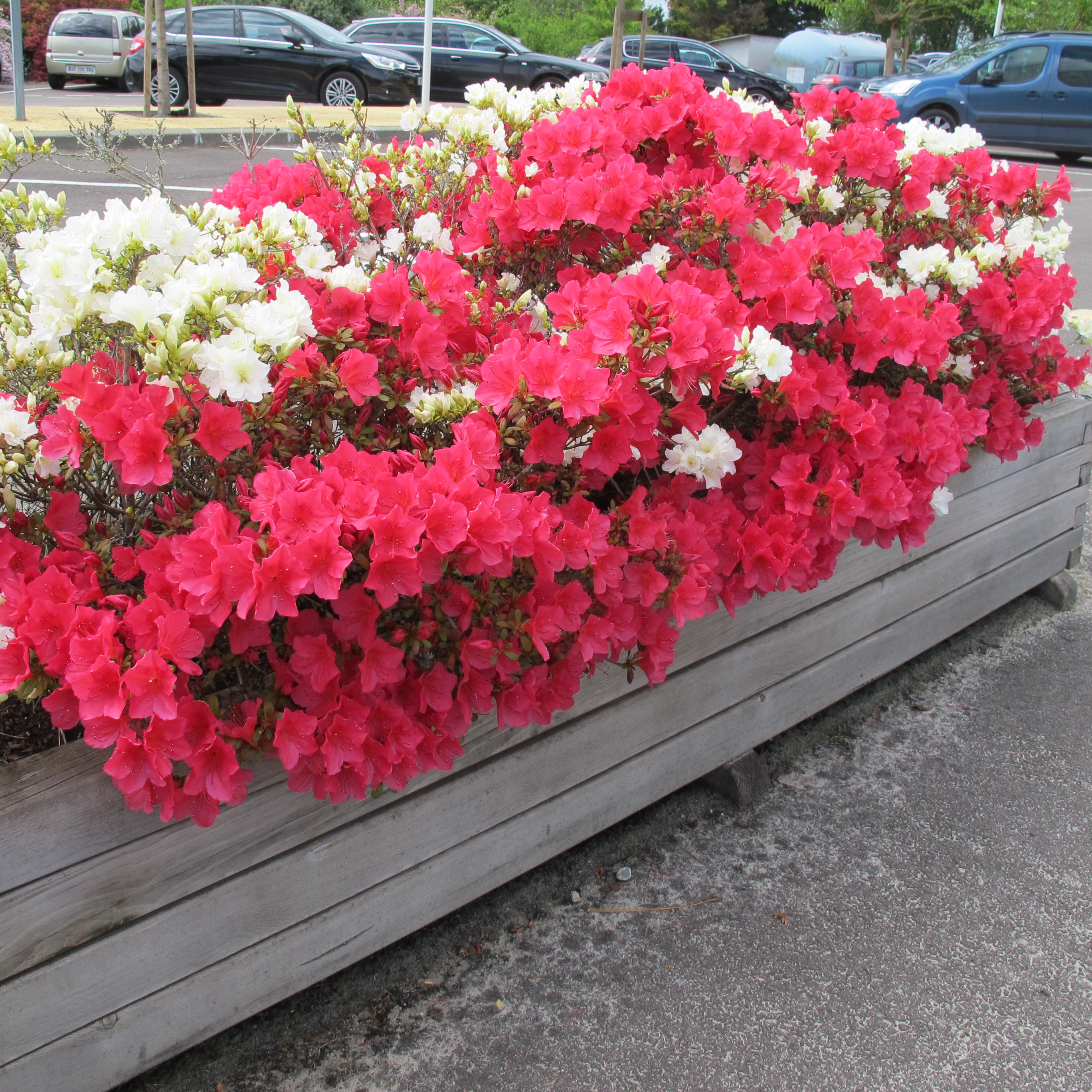 Azalea japonesa 'Arabesk' : venta Azalea japonesa 'Arabesk' / Azalea ...