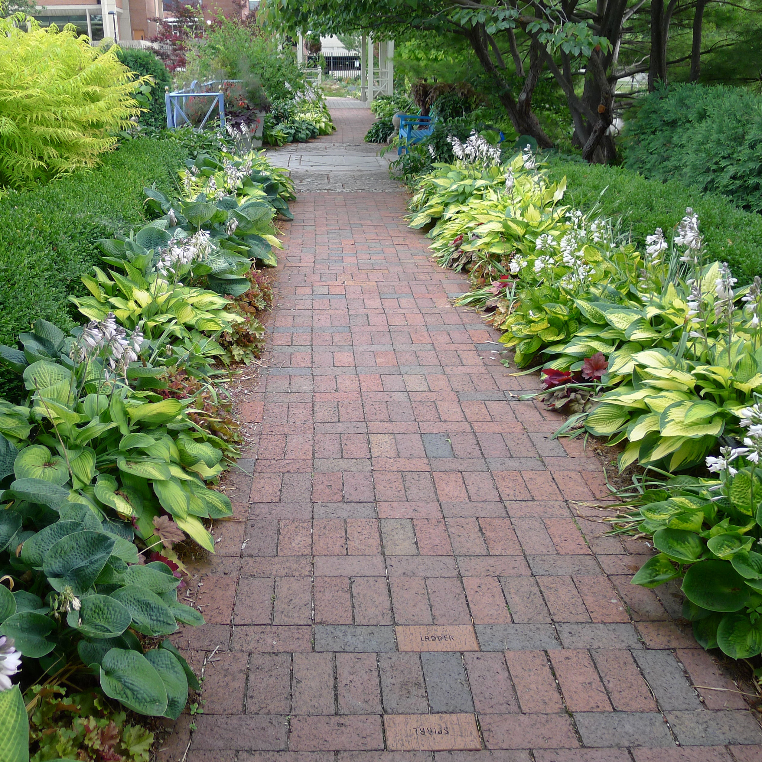 Hosta 'Halcyon' : venta Hosta 'Halcyon' / Hosta Halcyon