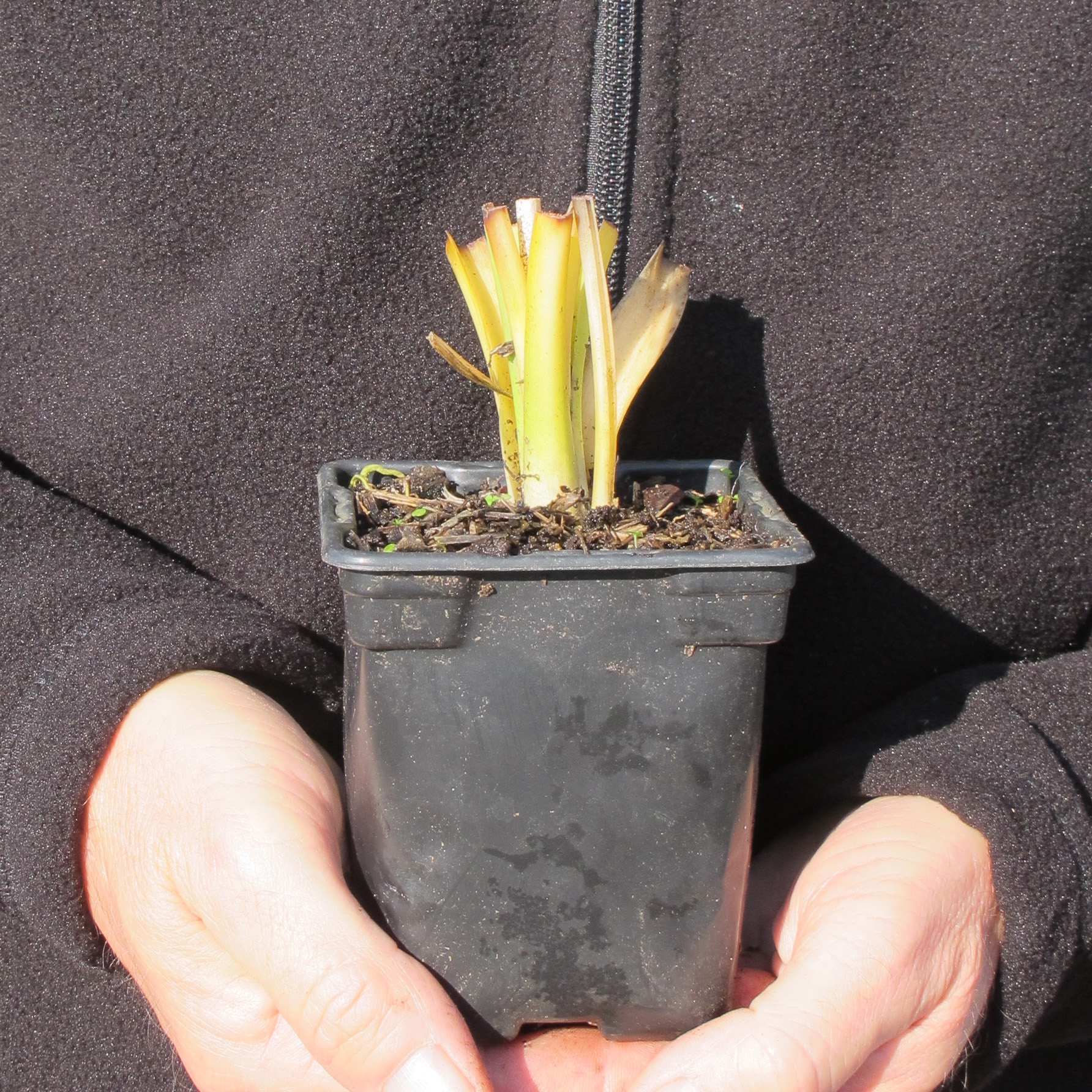Hosta 'Halcyon' : venta Hosta 'Halcyon' / Hosta Halcyon