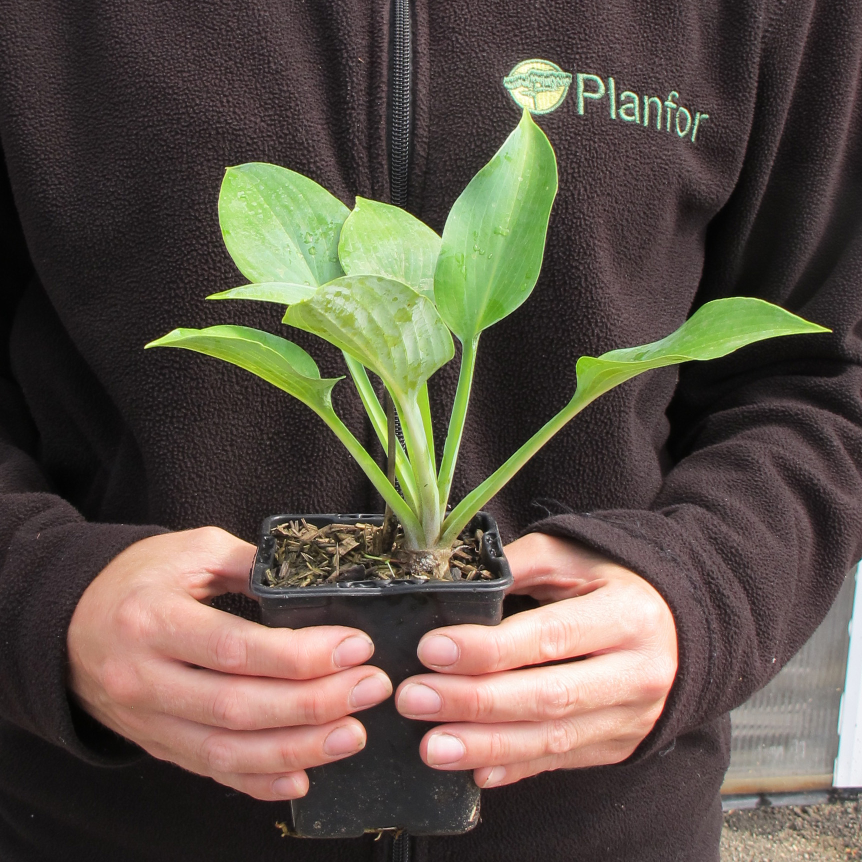 Hosta 'Halcyon' : venta Hosta 'Halcyon' / Hosta Halcyon