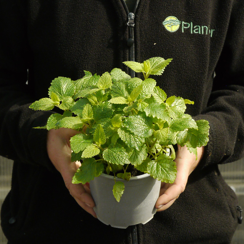 Melisa : venta Melisa / Melissa officinalis