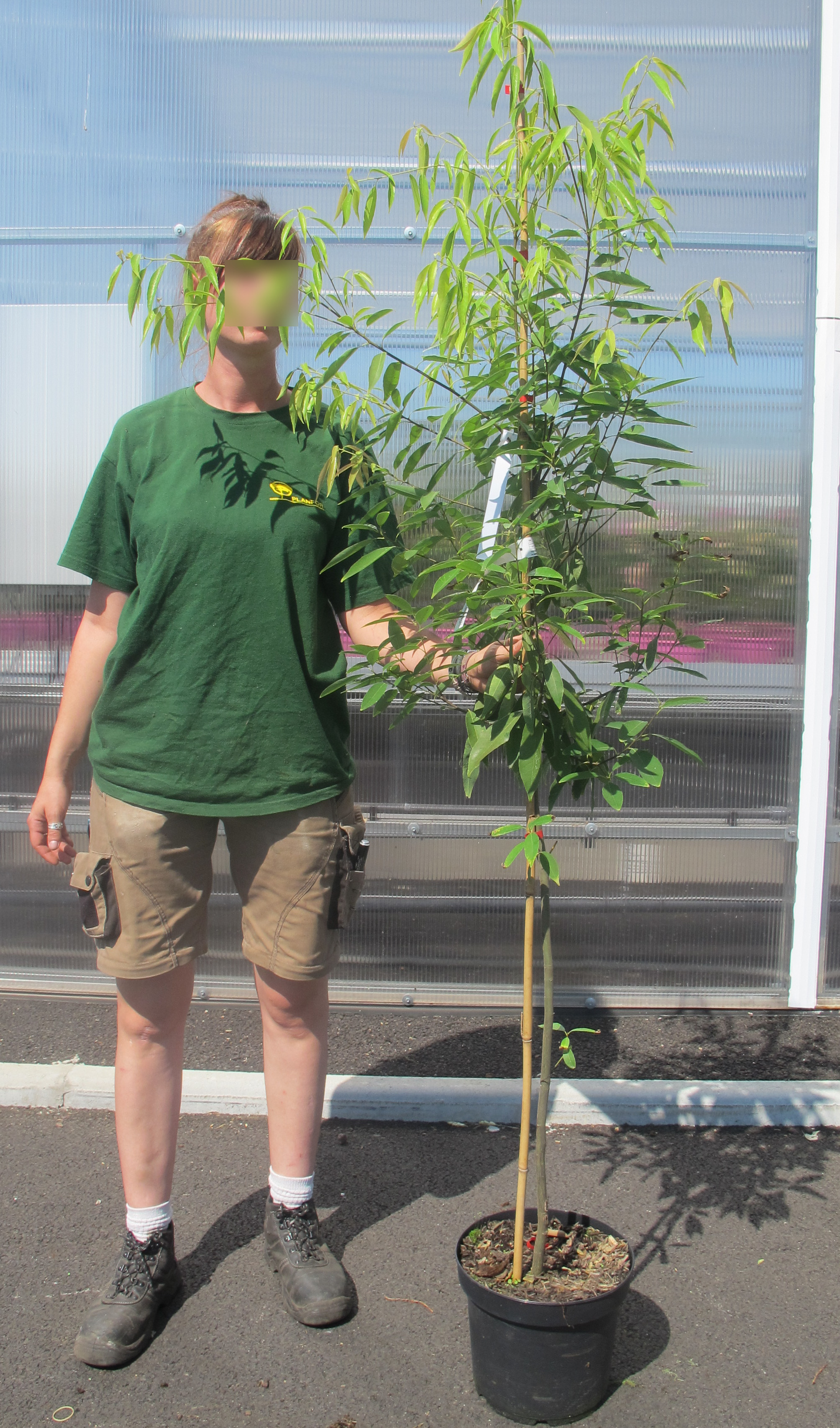 Roble con hojas de bambú : venta Roble con hojas de bambú / Quercus ...