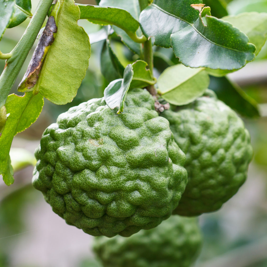 Combava : venta Combava / Citrus hystrix 1