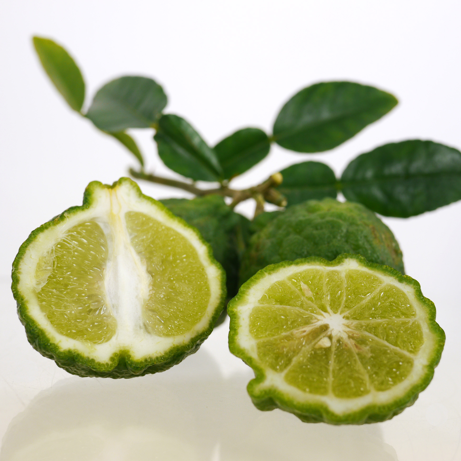 Combava : venta Combava / Citrus hystrix 1