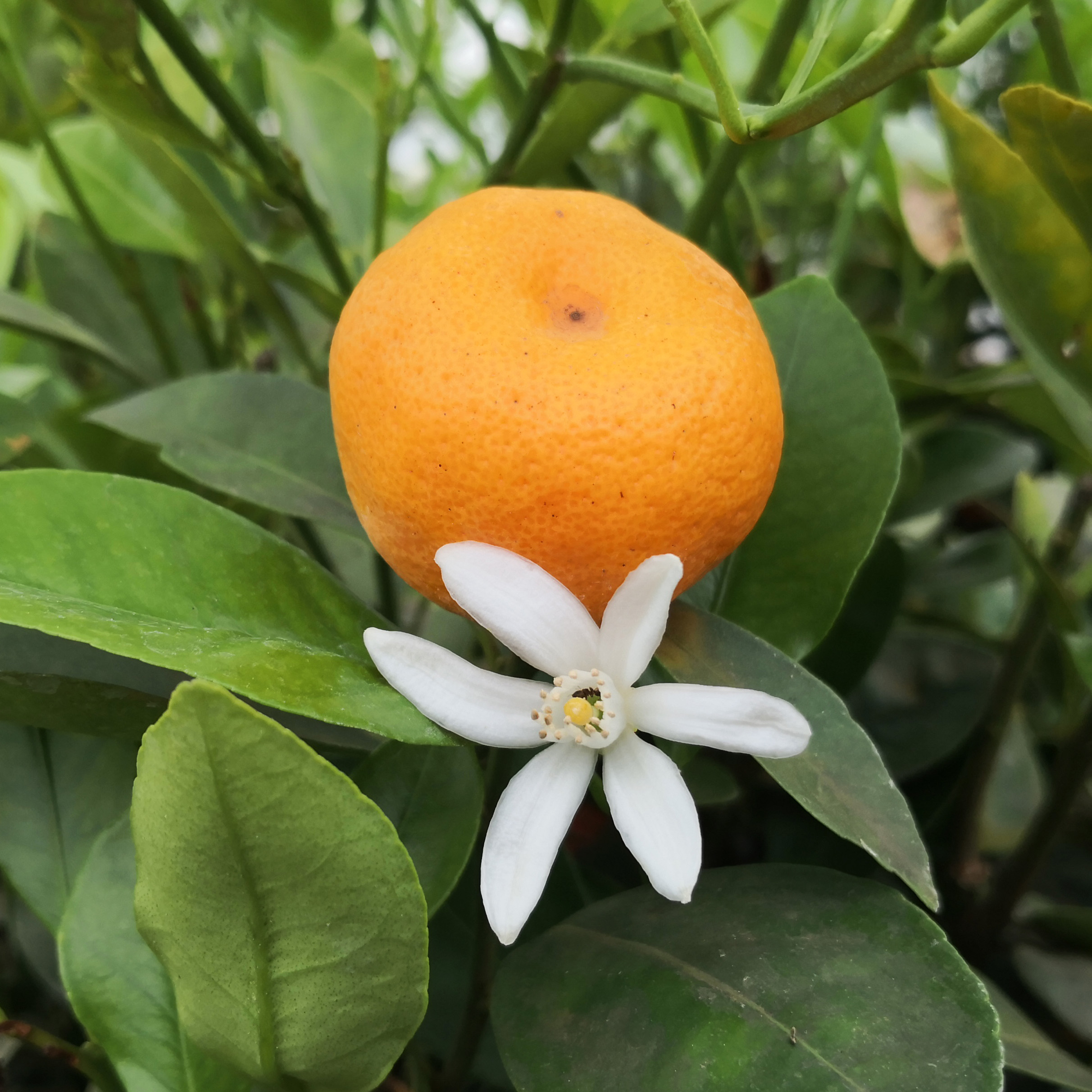 Calamondín : venta Calamondín / Citrofortunella mitis