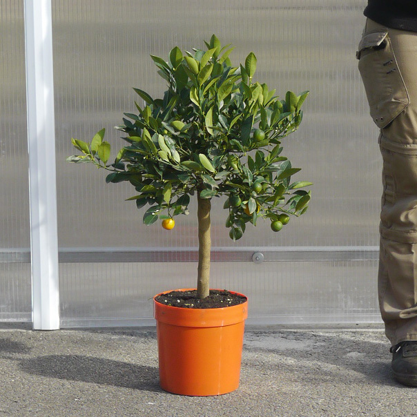 Calamondín : venta Calamondín / Citrofortunella mitis
