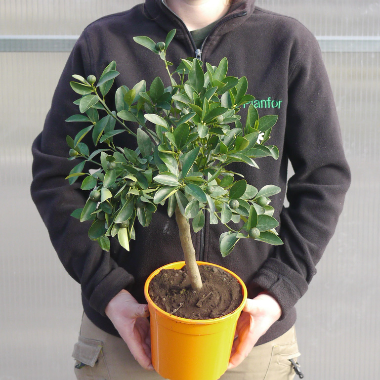 Calamondín : venta Calamondín / Citrofortunella mitis