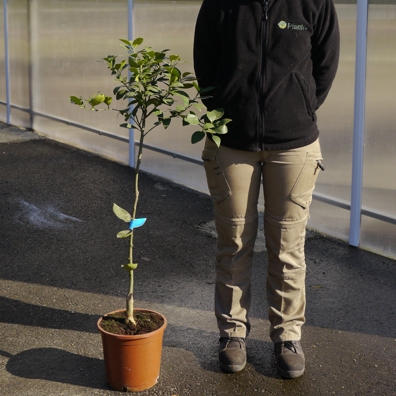 Naranjo : venta Naranjo / Citrus sinensis 1