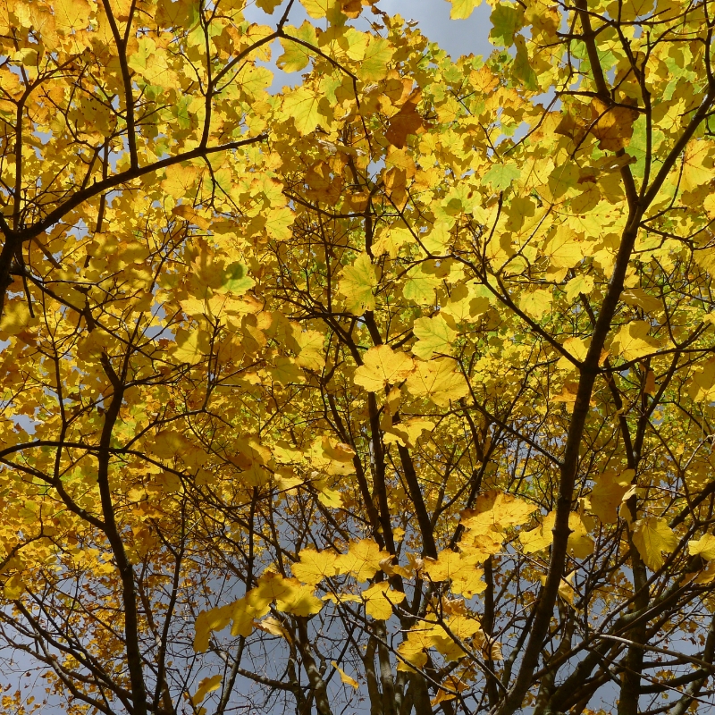 Arce de Italia : venta Arce de Italia / Acer opalus