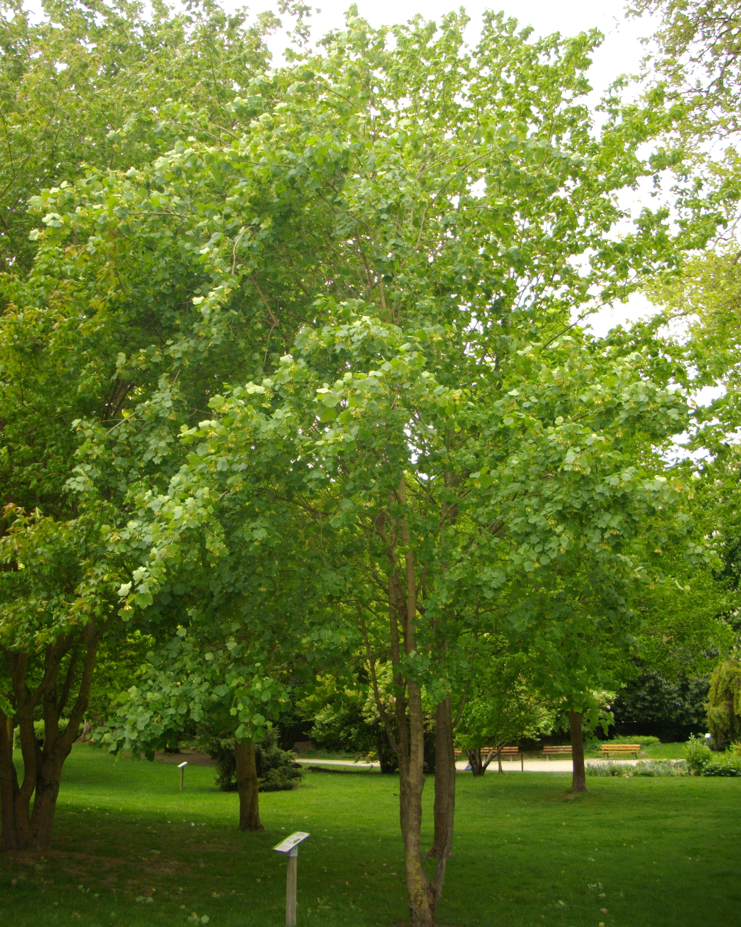 Arce de Italia : venta Arce de Italia / Acer opalus