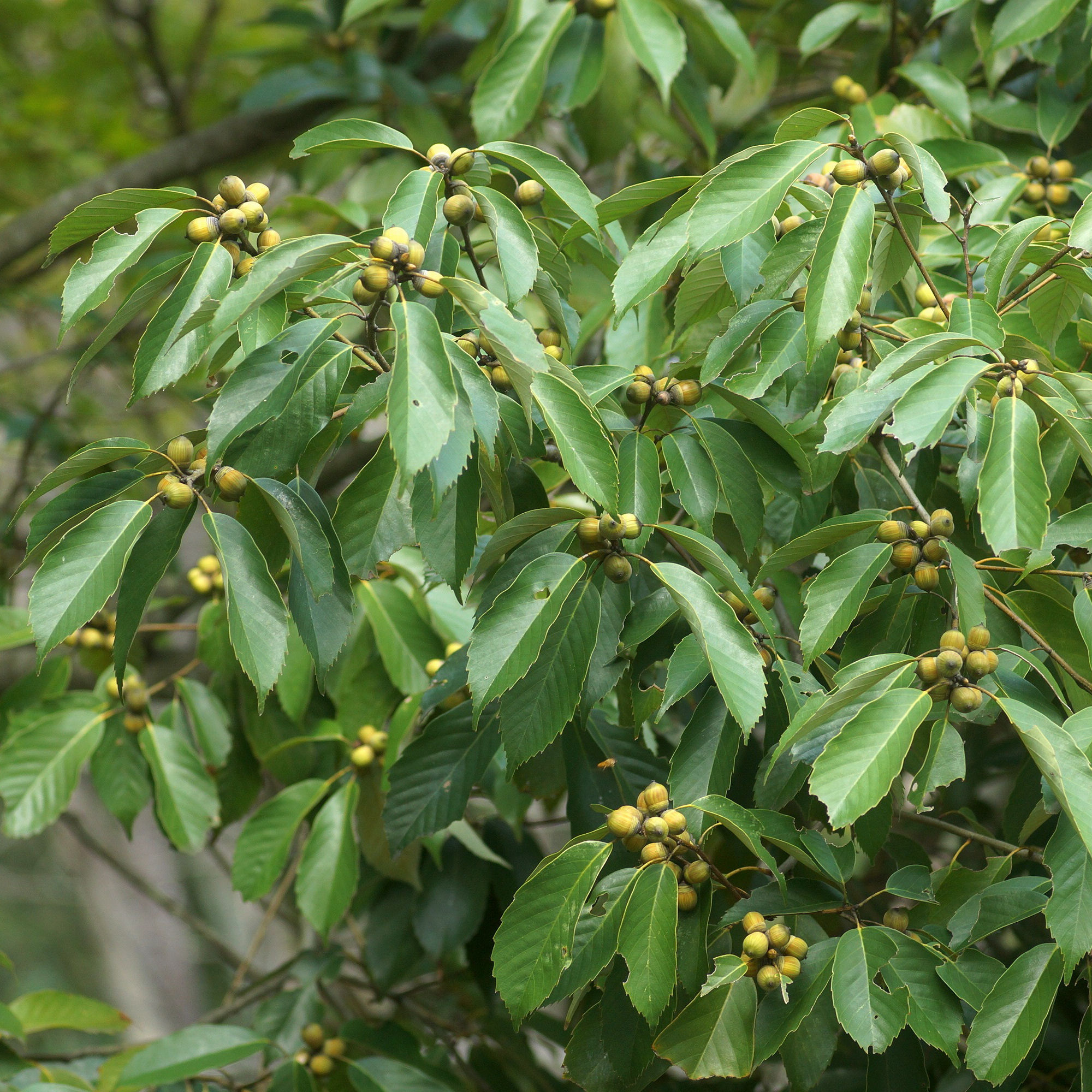 Roble japonés azul : venta Roble japonés azul / Quercus glauca