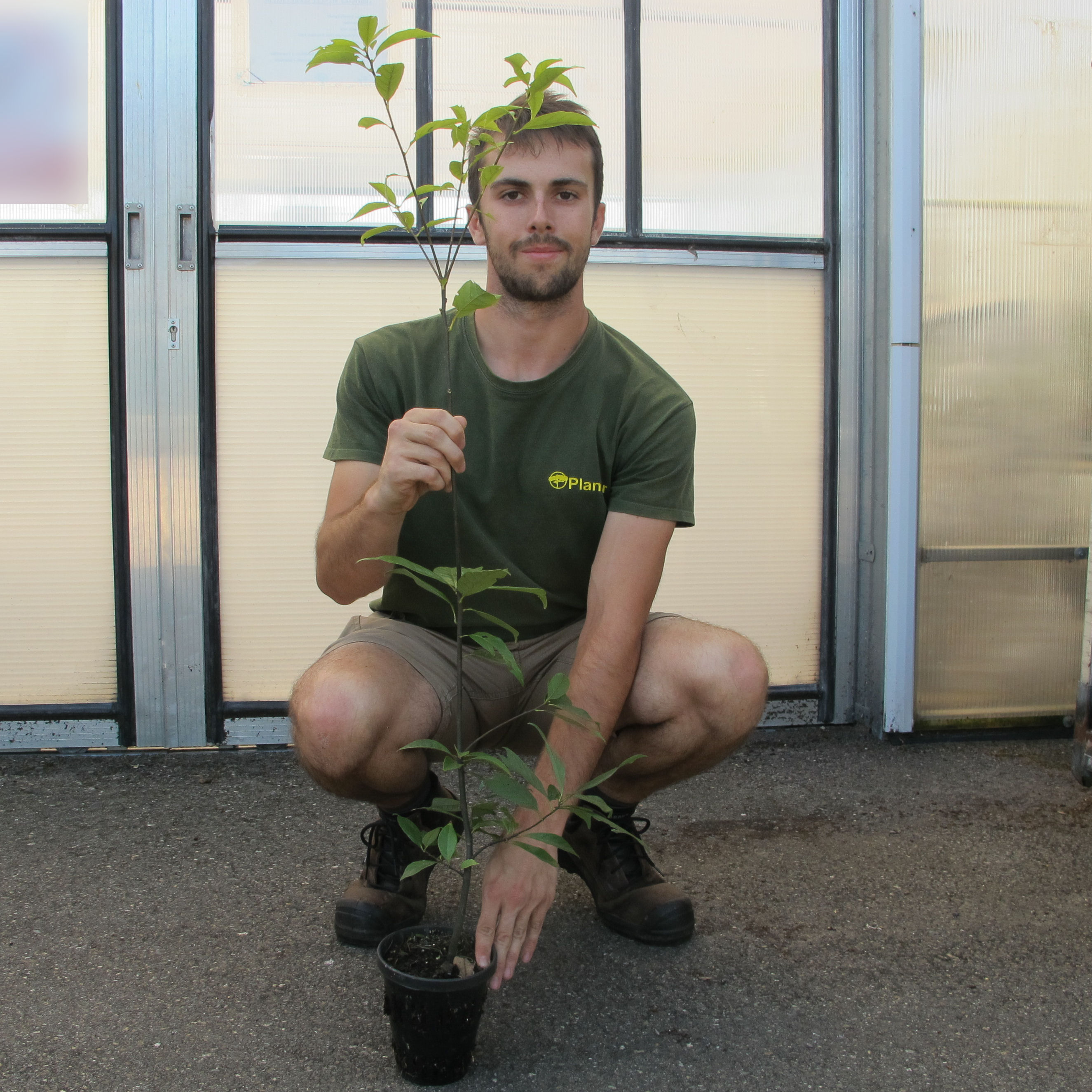 Roble japonés azul : venta Roble japonés azul / Quercus glauca