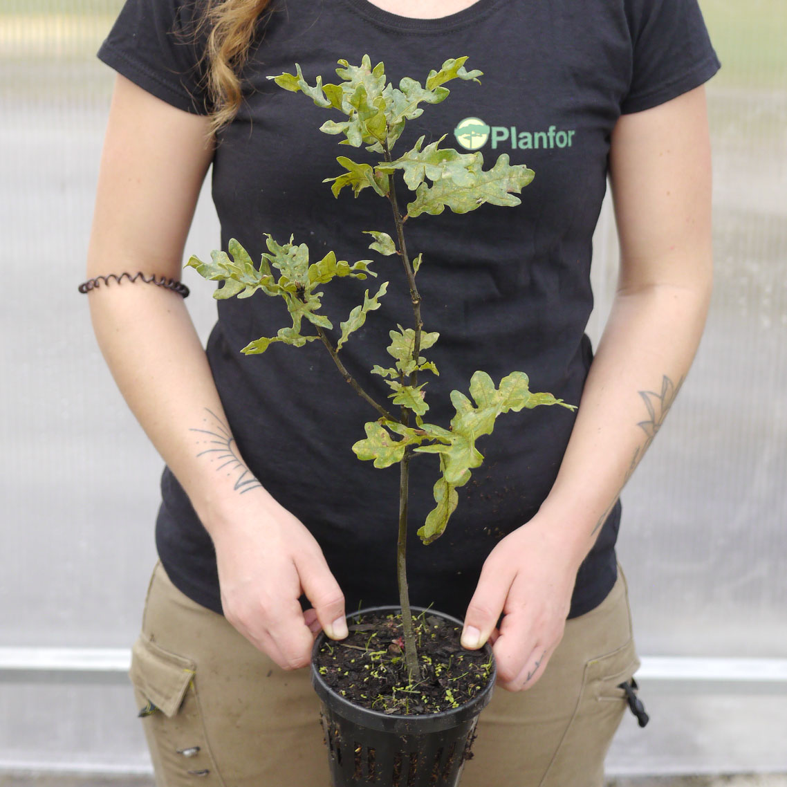 Roble melojo : venta Roble melojo / Quercus pyrenaica, Quercus toza