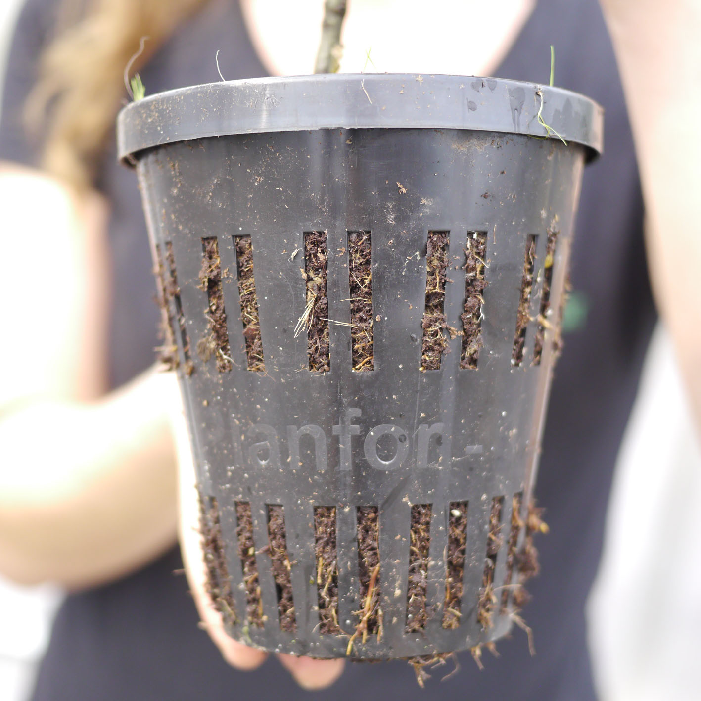 Roble melojo : venta Roble melojo / Quercus pyrenaica, Quercus toza