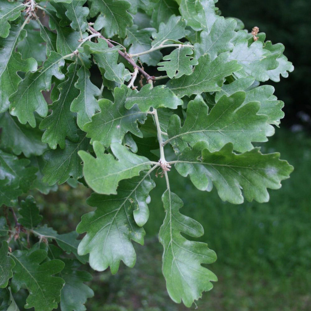 Roble negro : venta Roble negro / Quercus pubescens