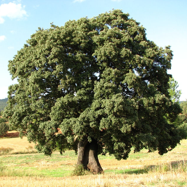 Encina : venta Encina / Quercus ilex