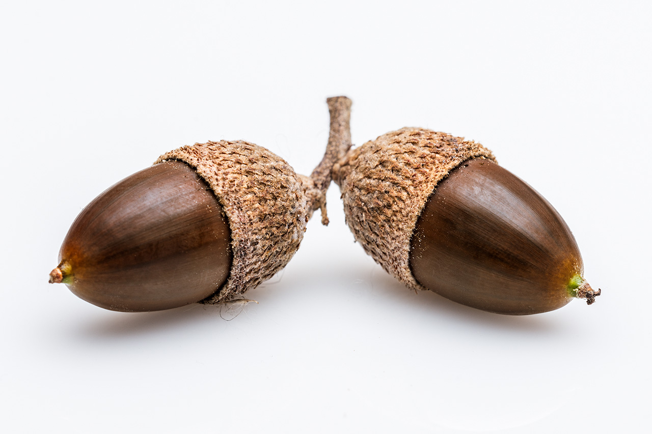 Encina : venta Encina / Quercus ilex