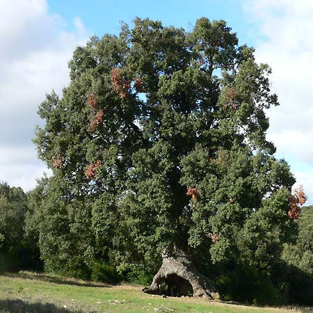 Encina : venta Encina / Quercus ilex