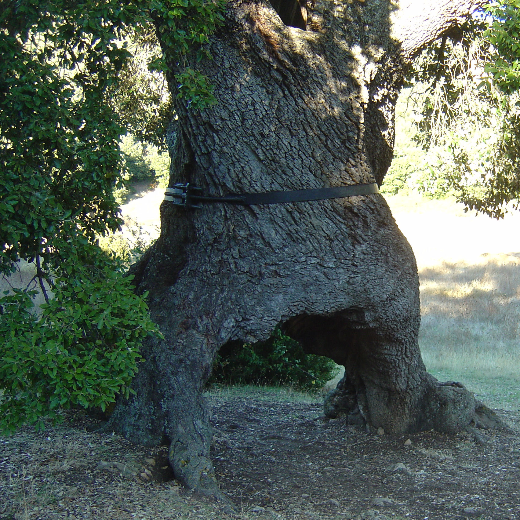 Encina : venta Encina / Quercus ilex