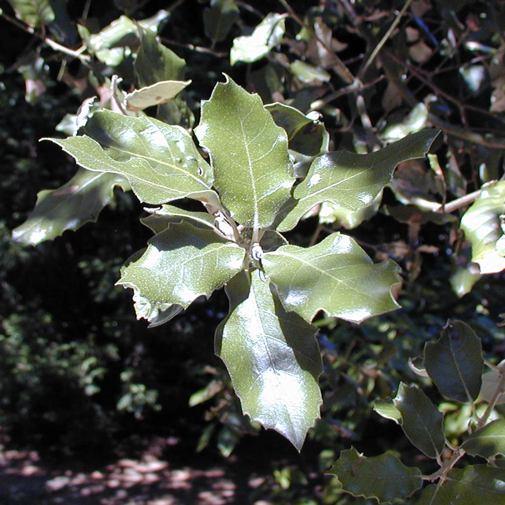 Encina : venta Encina / Quercus ilex