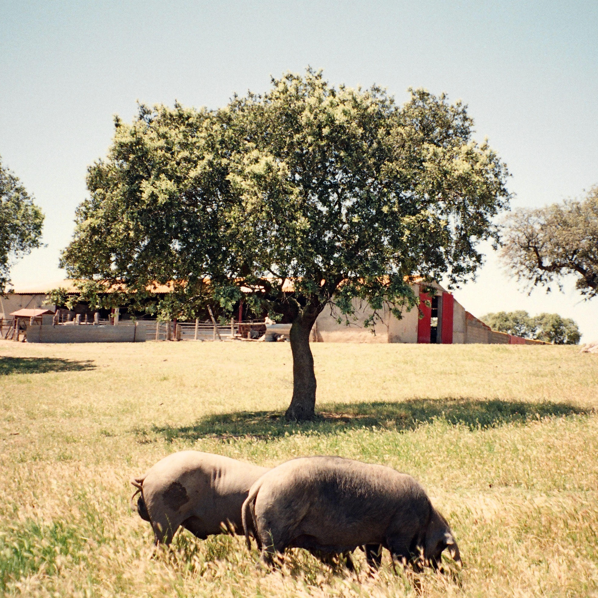 Encina : venta Encina / Quercus ilex