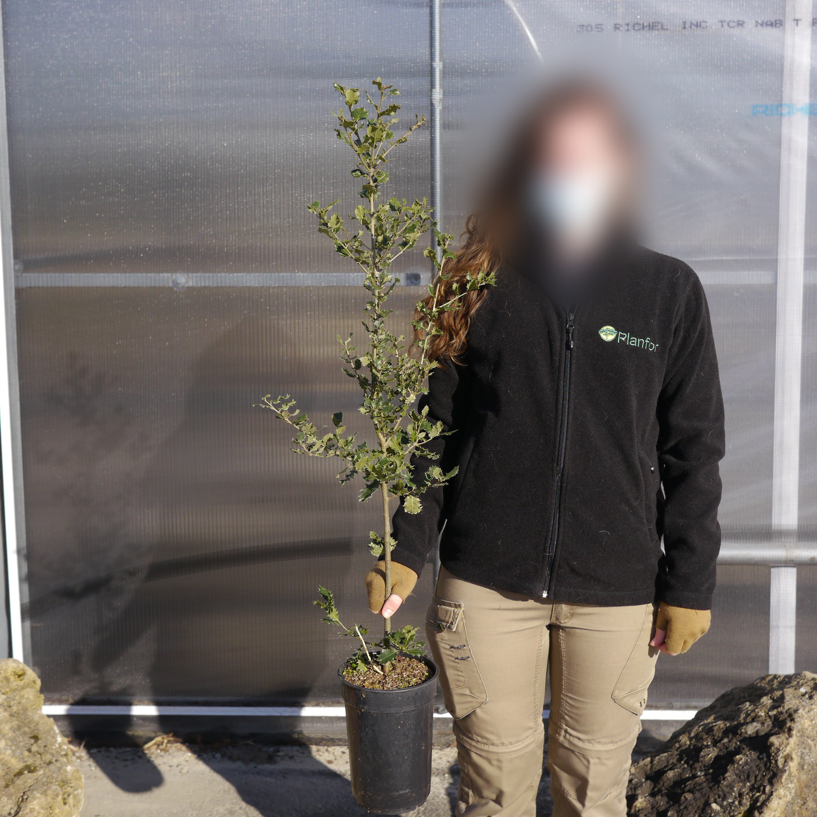 Encina : venta Encina / Quercus ilex