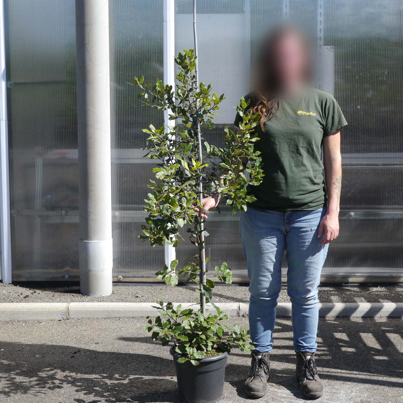 Encina : venta Encina / Quercus ilex