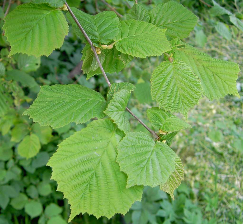 Avellano : venta Avellano / Corylus avellana