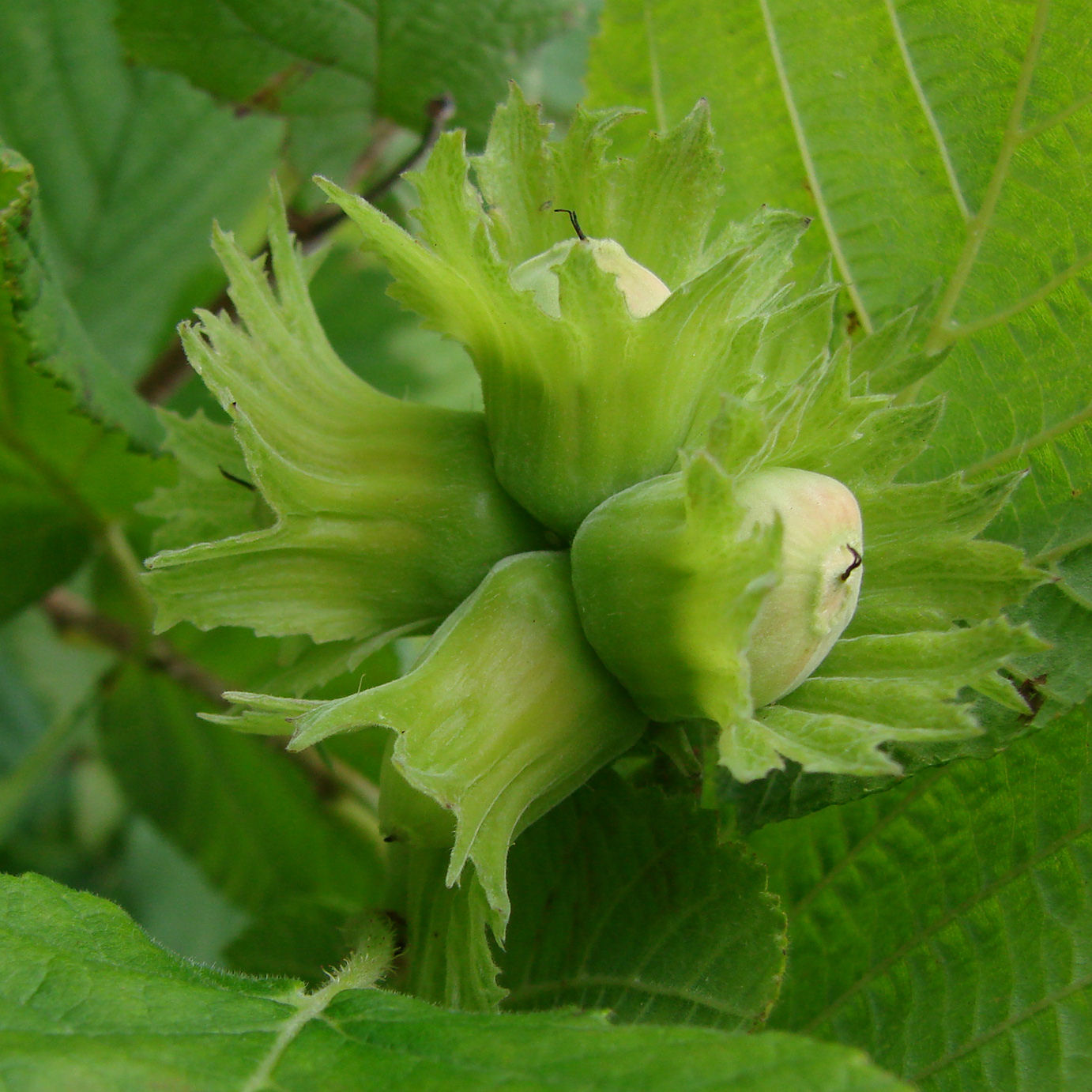 Avellano : venta Avellano / Corylus avellana