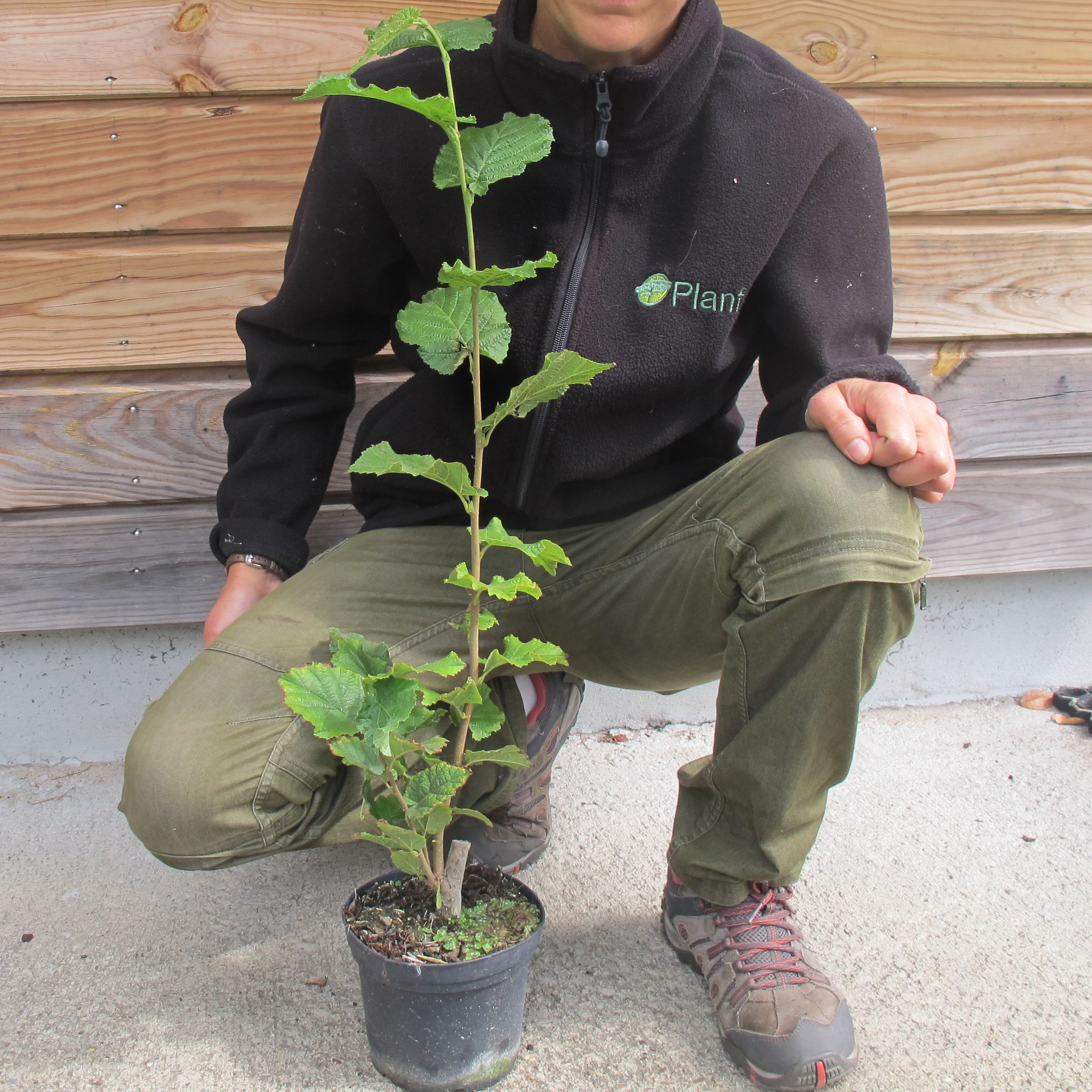 Avellano : venta Avellano / Corylus avellana