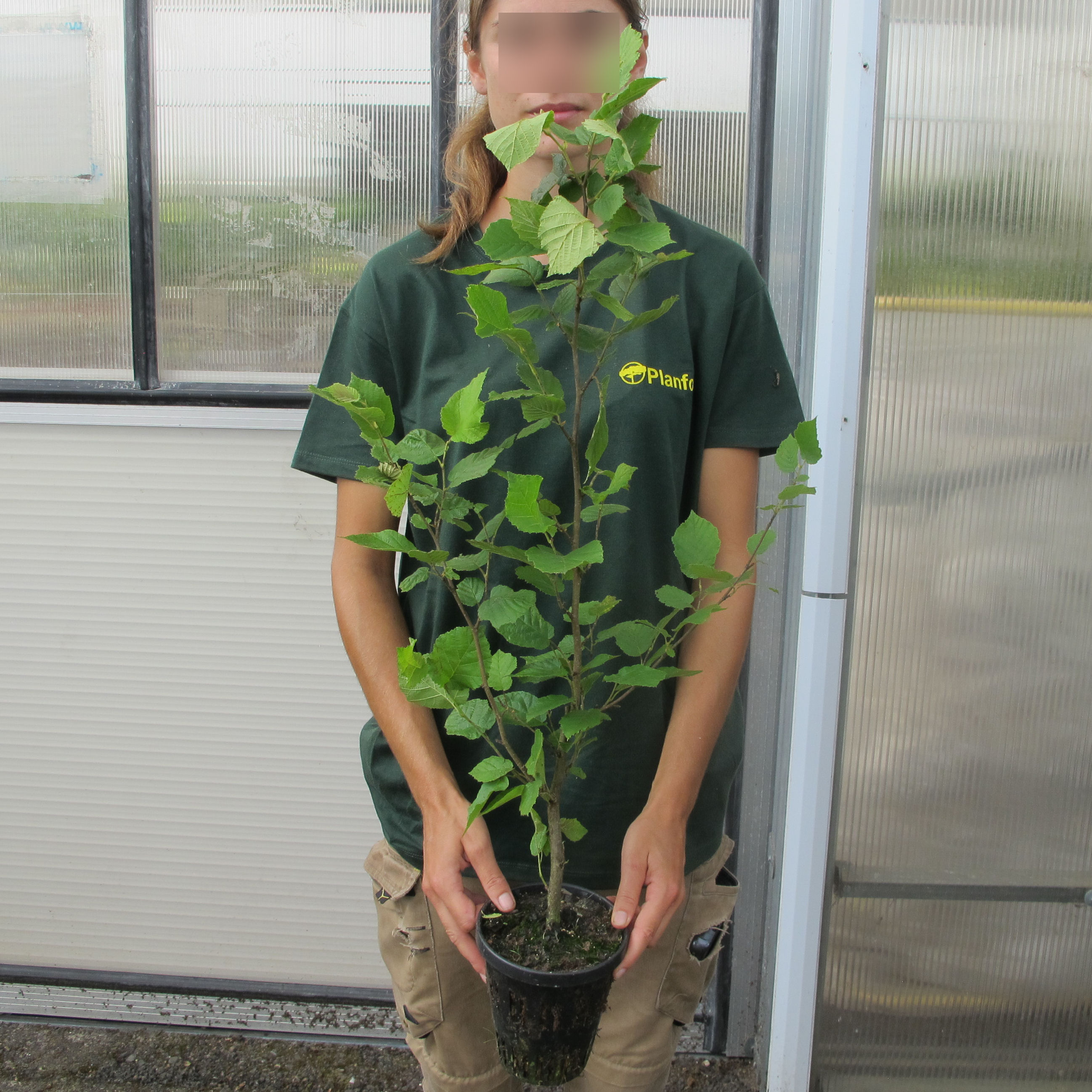 Avellano : venta Avellano / Corylus avellana