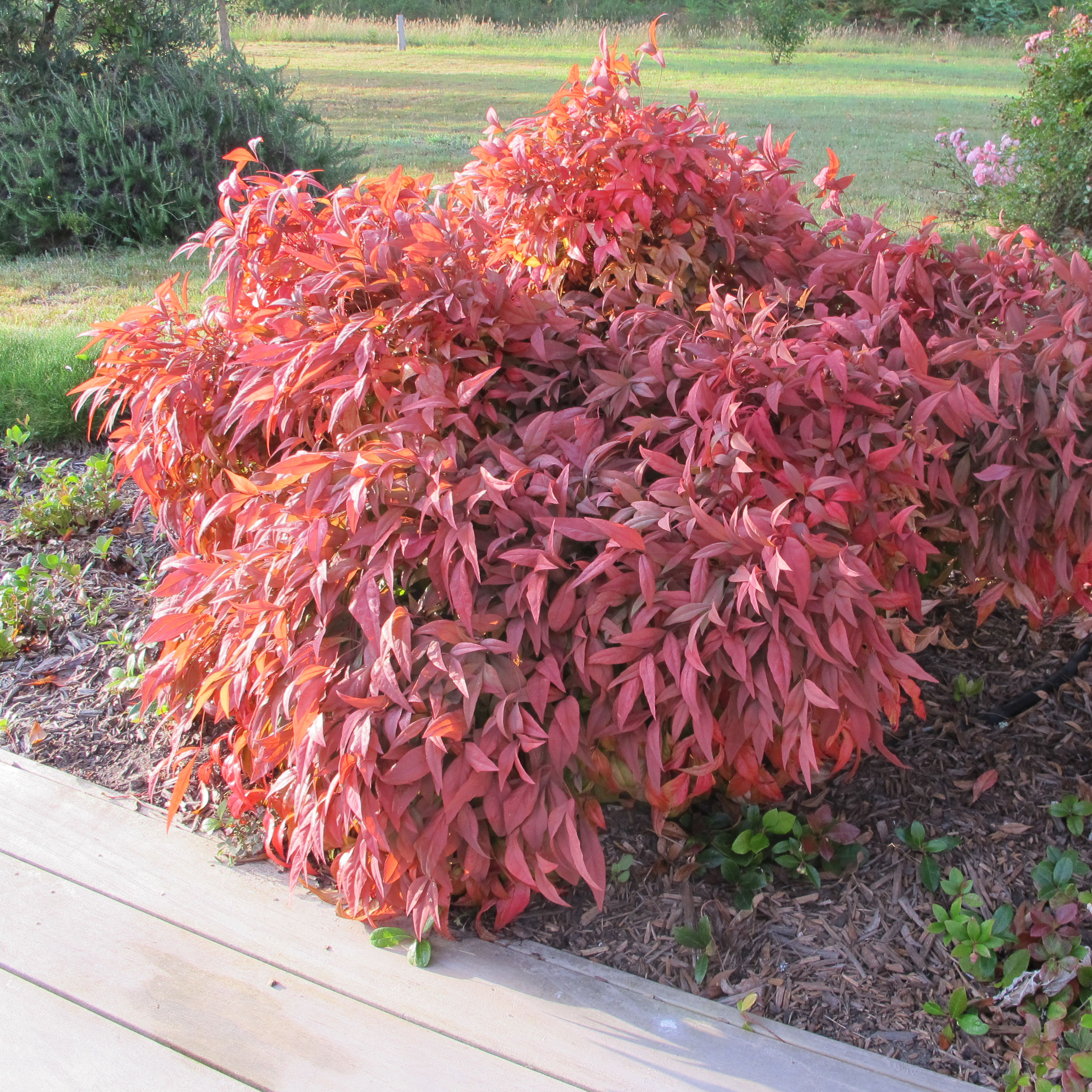Nandina enano 'Fire Power' : venta Nandina enano 'Fire Power' / Nandina ...