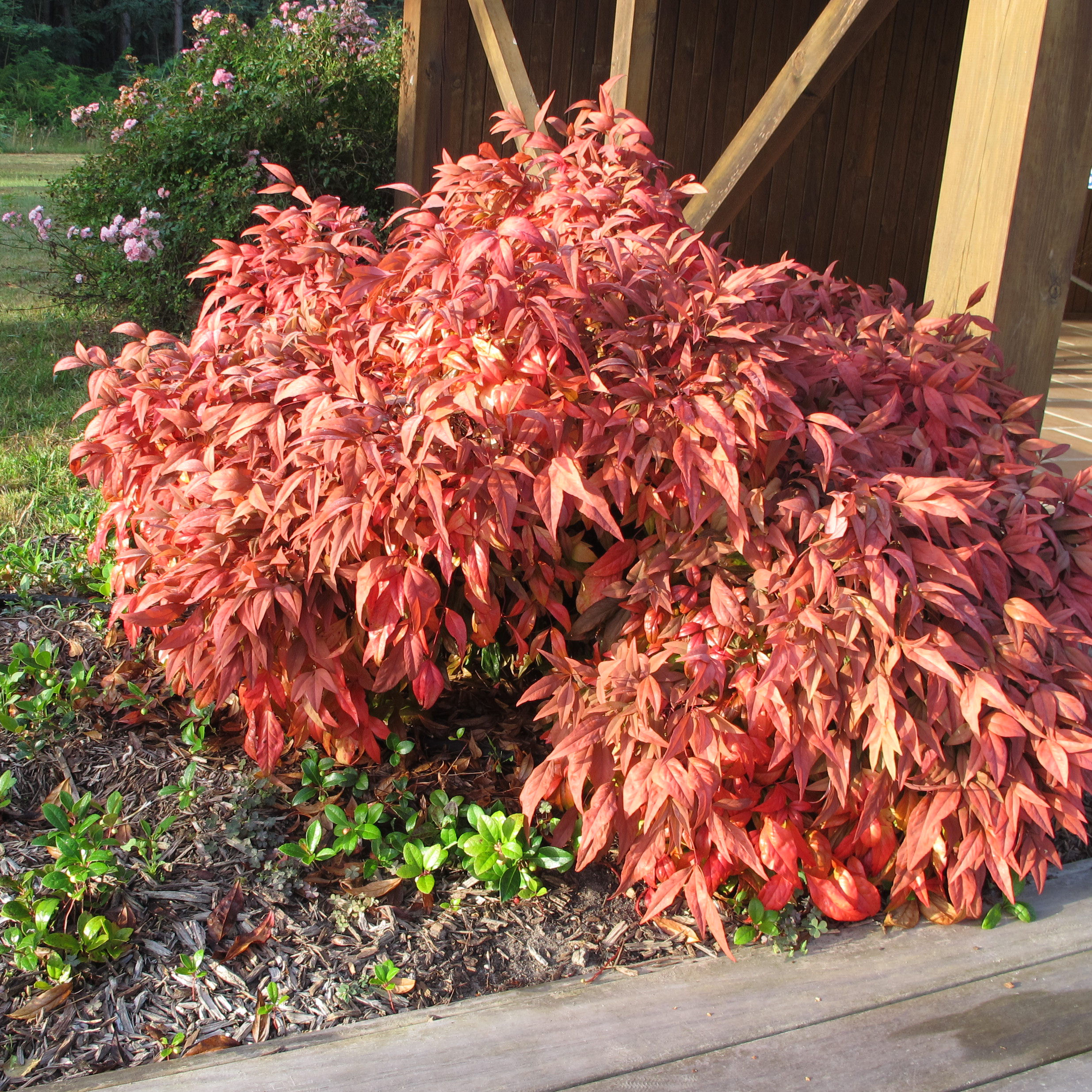 Nandina enano 'Fire Power' : venta Nandina enano 'Fire Power' / Nandina ...