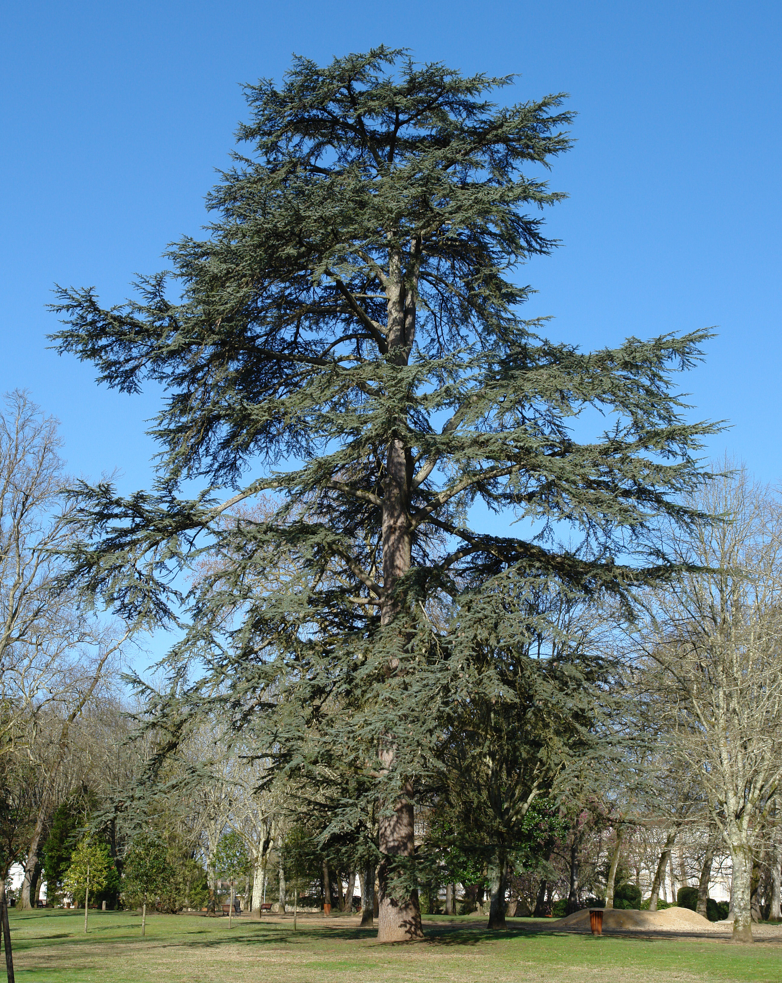 Cedro del Líbano : venta Cedro del Líbano / Cedrus libani
