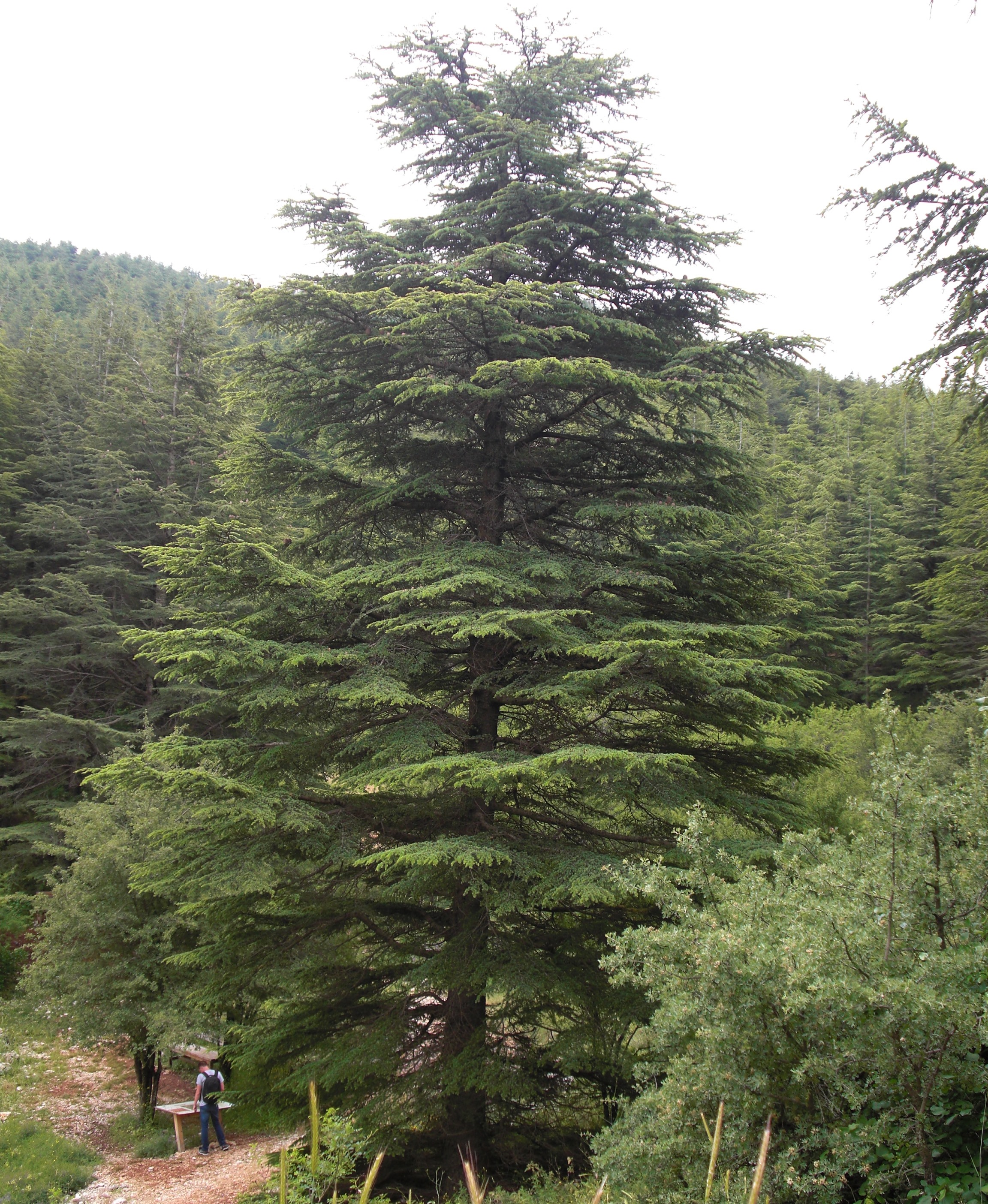 Cedro del Líbano : venta Cedro del Líbano / Cedrus libani