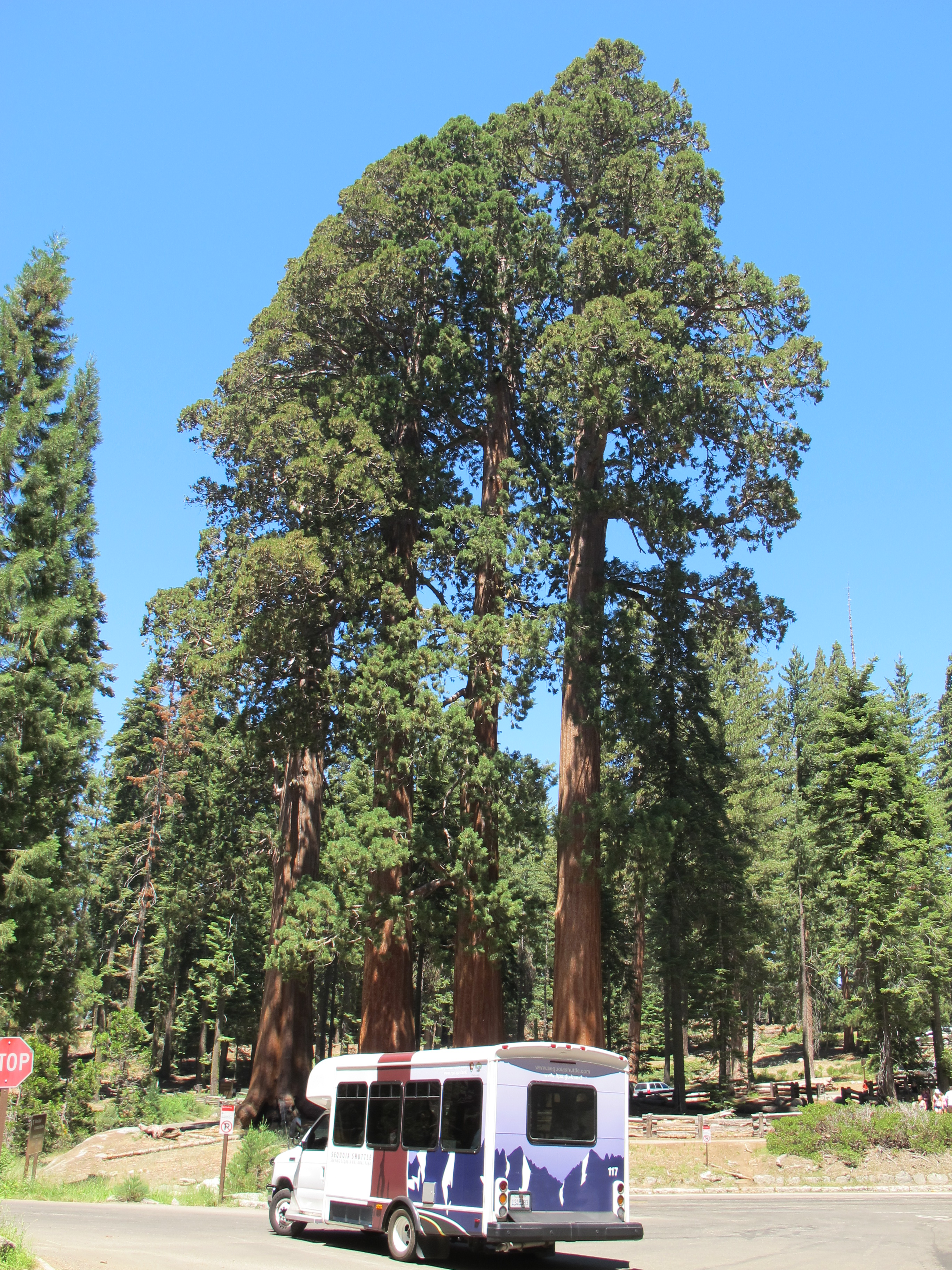 Secuoya gigante : venta Secuoya gigante / Sequoiadendron giganteum