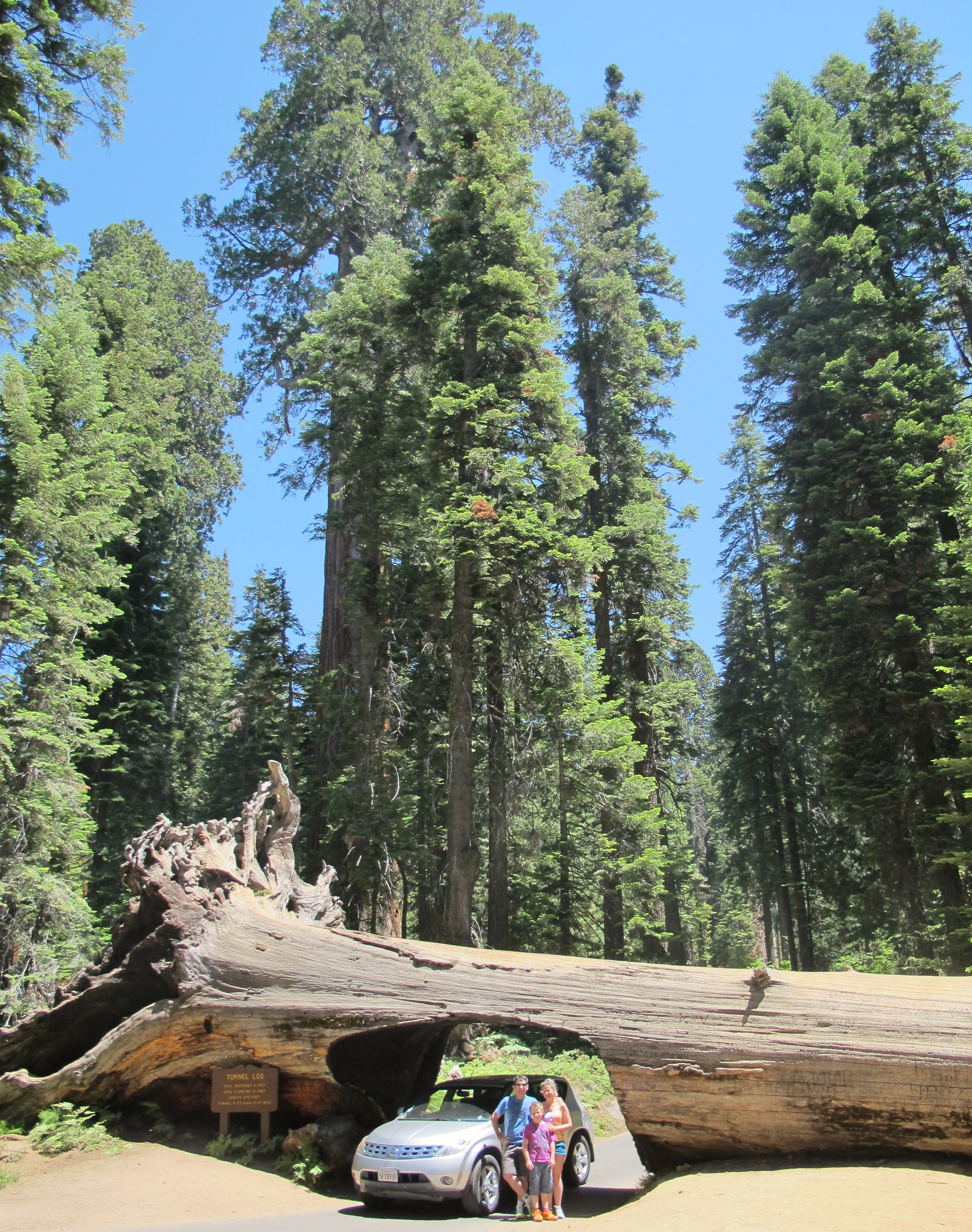 Secuoya gigante : venta Secuoya gigante / Sequoiadendron giganteum