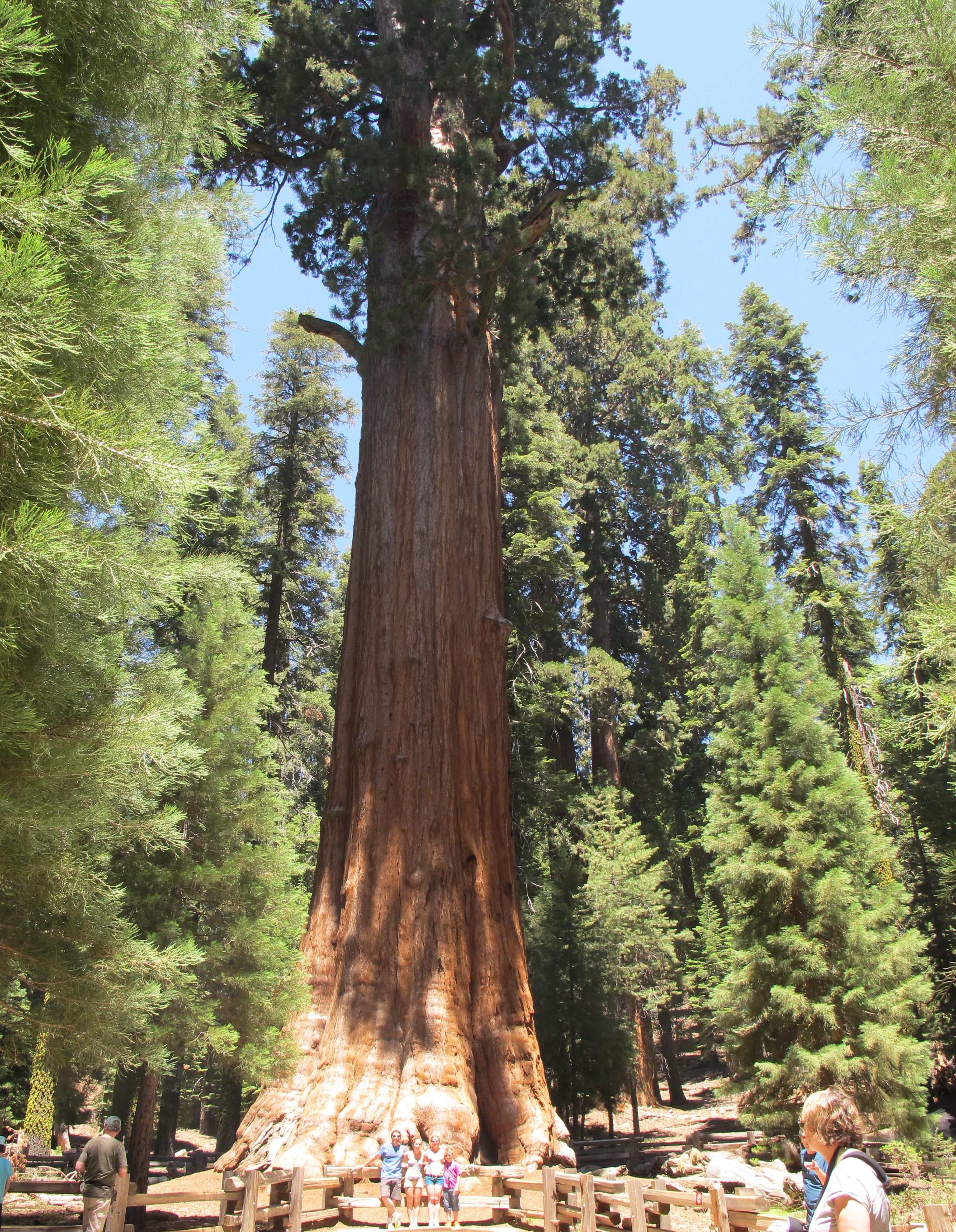 Secuoya gigante : venta Secuoya gigante / Sequoiadendron giganteum