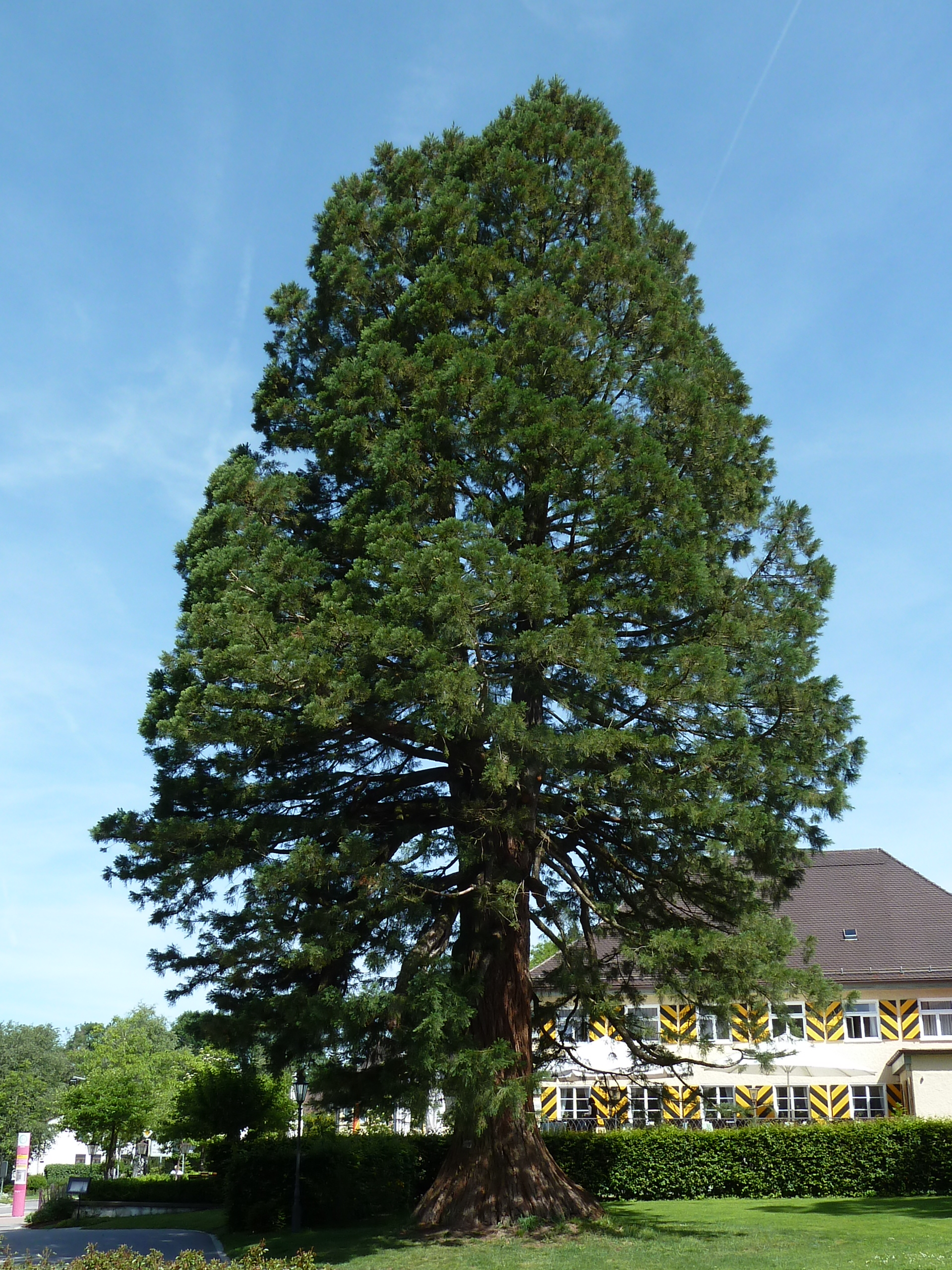 Secuoya gigante : venta Secuoya gigante / Sequoiadendron giganteum