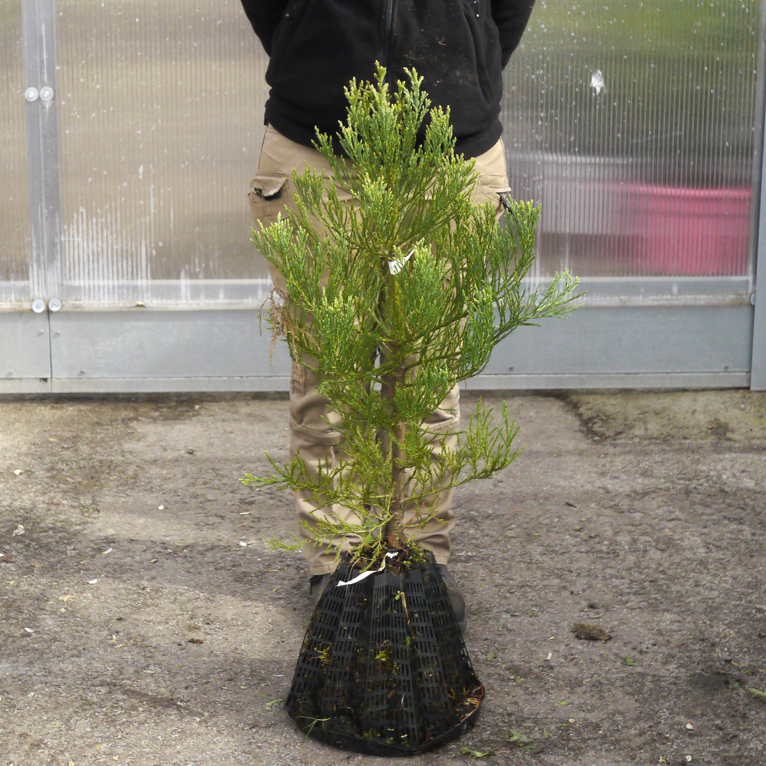 Secuoya gigante : venta Secuoya gigante / Sequoiadendron giganteum