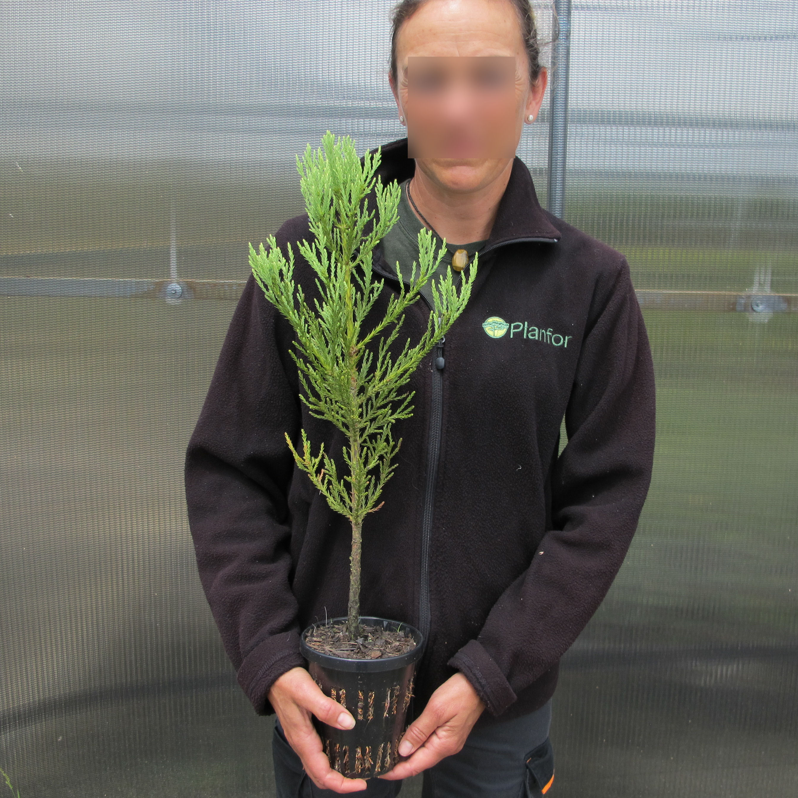 Secuoya gigante : venta Secuoya gigante / Sequoiadendron giganteum