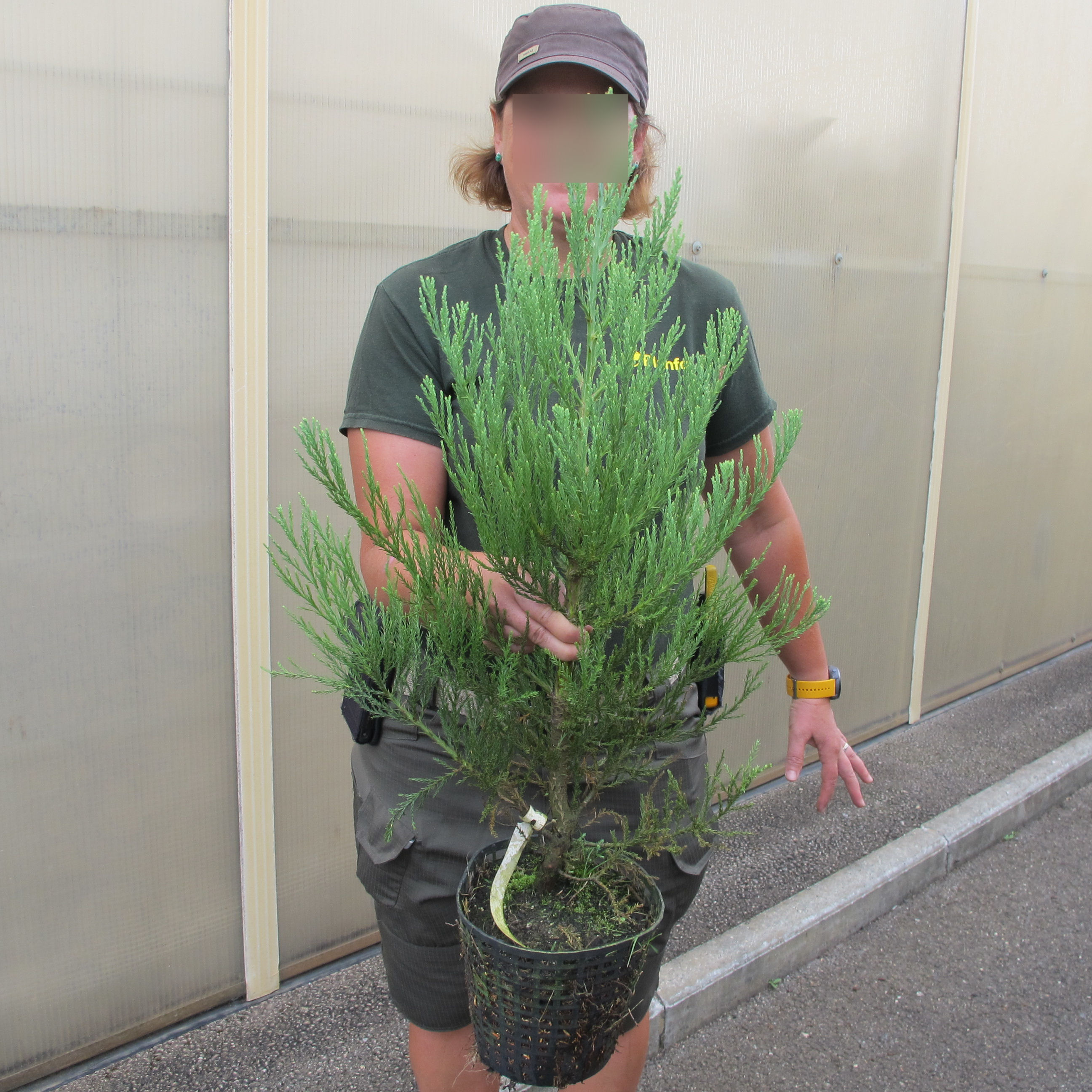 Secuoya gigante : venta Secuoya gigante / Sequoiadendron giganteum