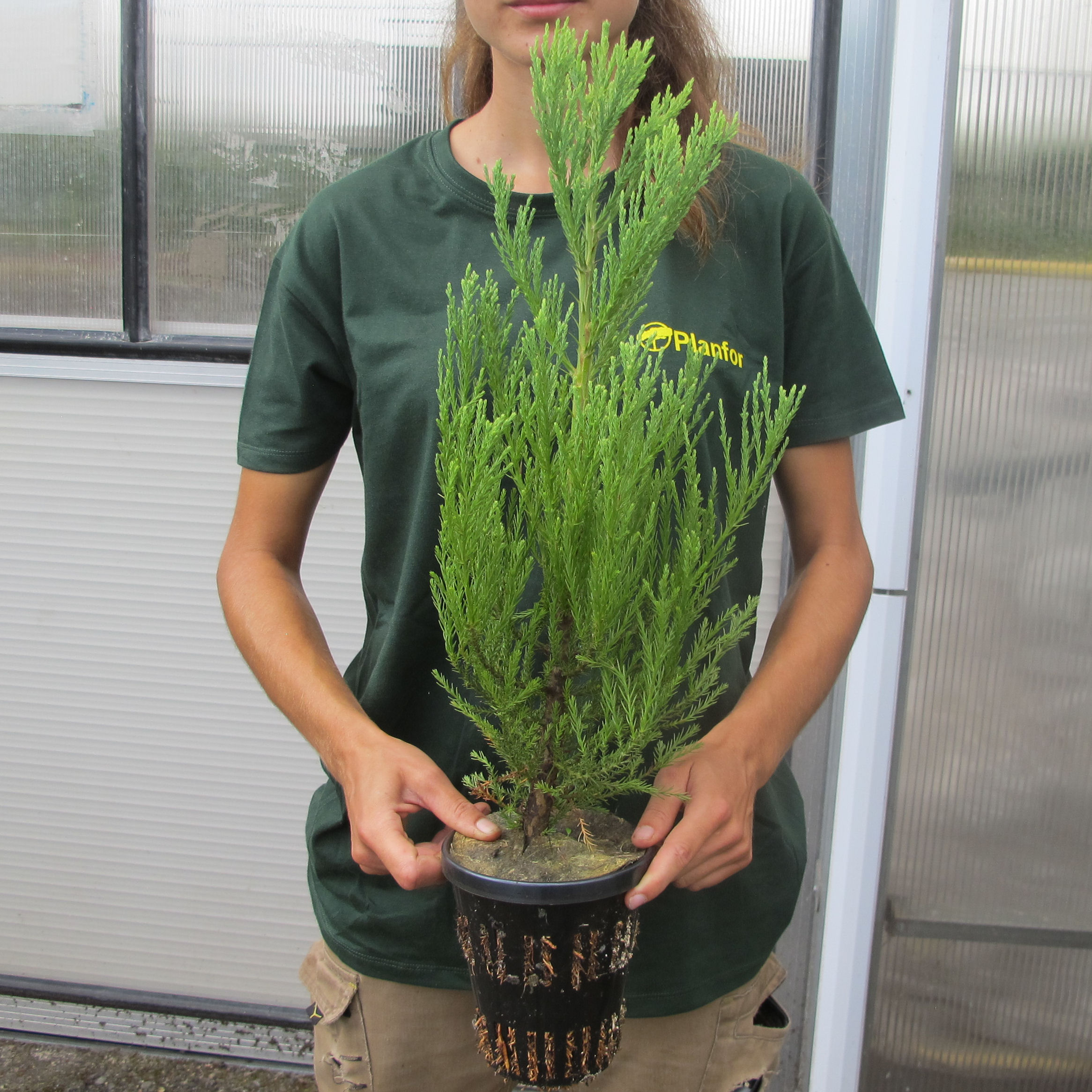 Secuoya gigante : venta Secuoya gigante / Sequoiadendron giganteum