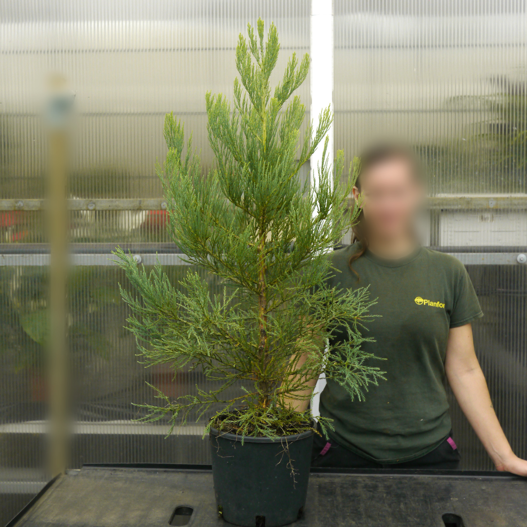 Secuoya gigante : venta Secuoya gigante / Sequoiadendron giganteum