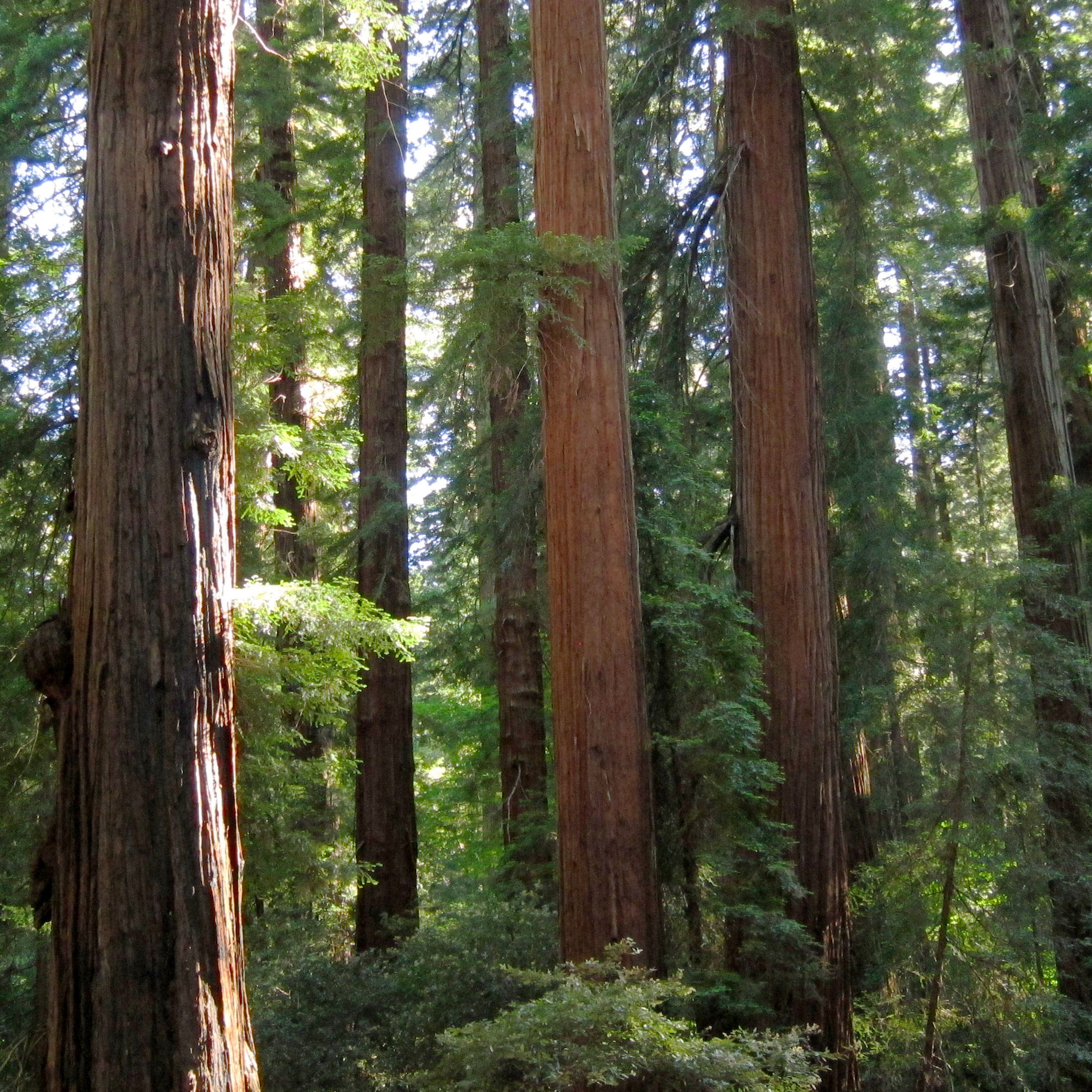 Secuoya : venta Secuoya / Sequoia sempervirens