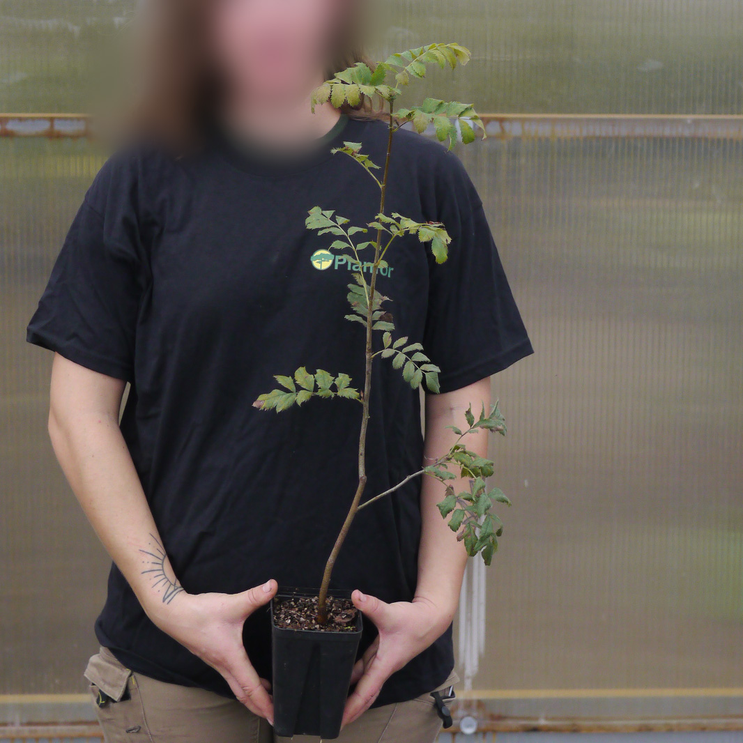 Serbal doméstico : venta Serbal doméstico / Sorbus domestica